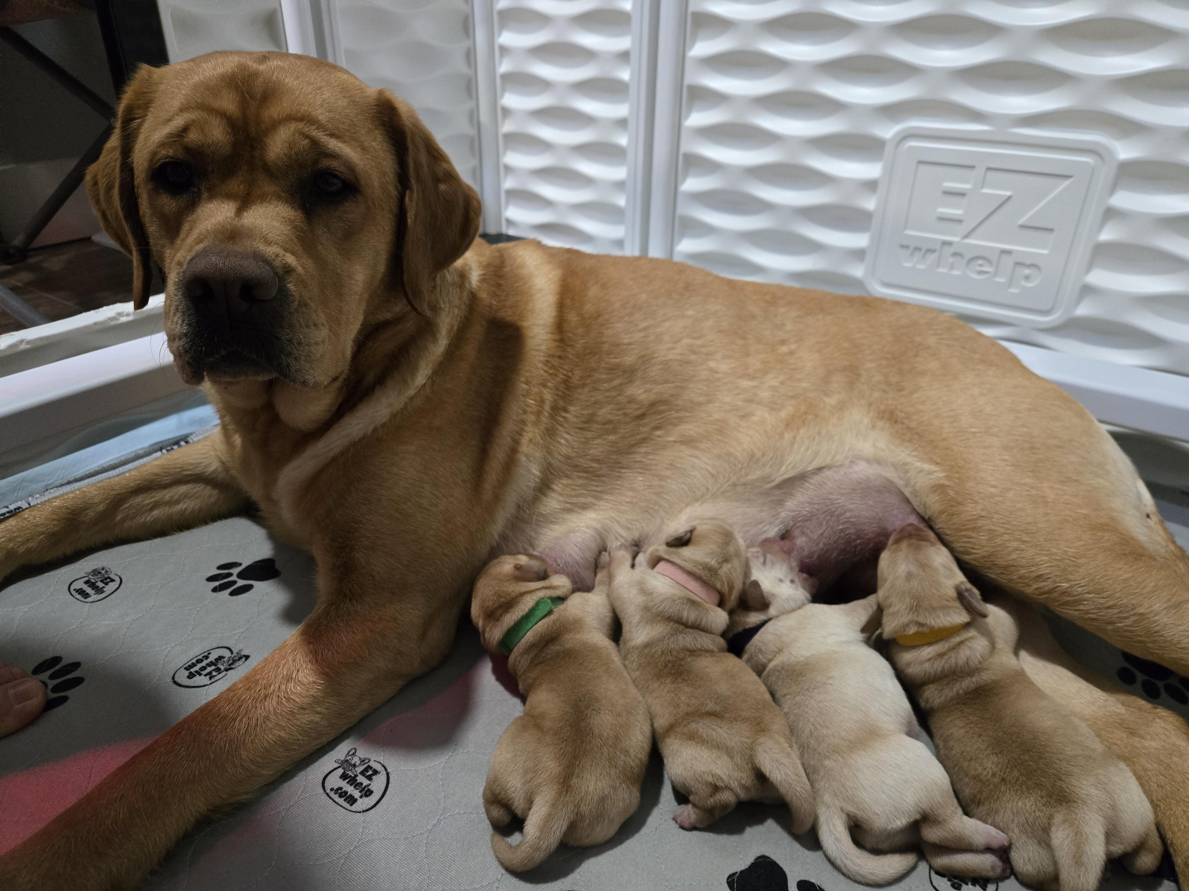 Ruby Rose Labradors in Indiana | Labrador Retriever puppies | Good Dog