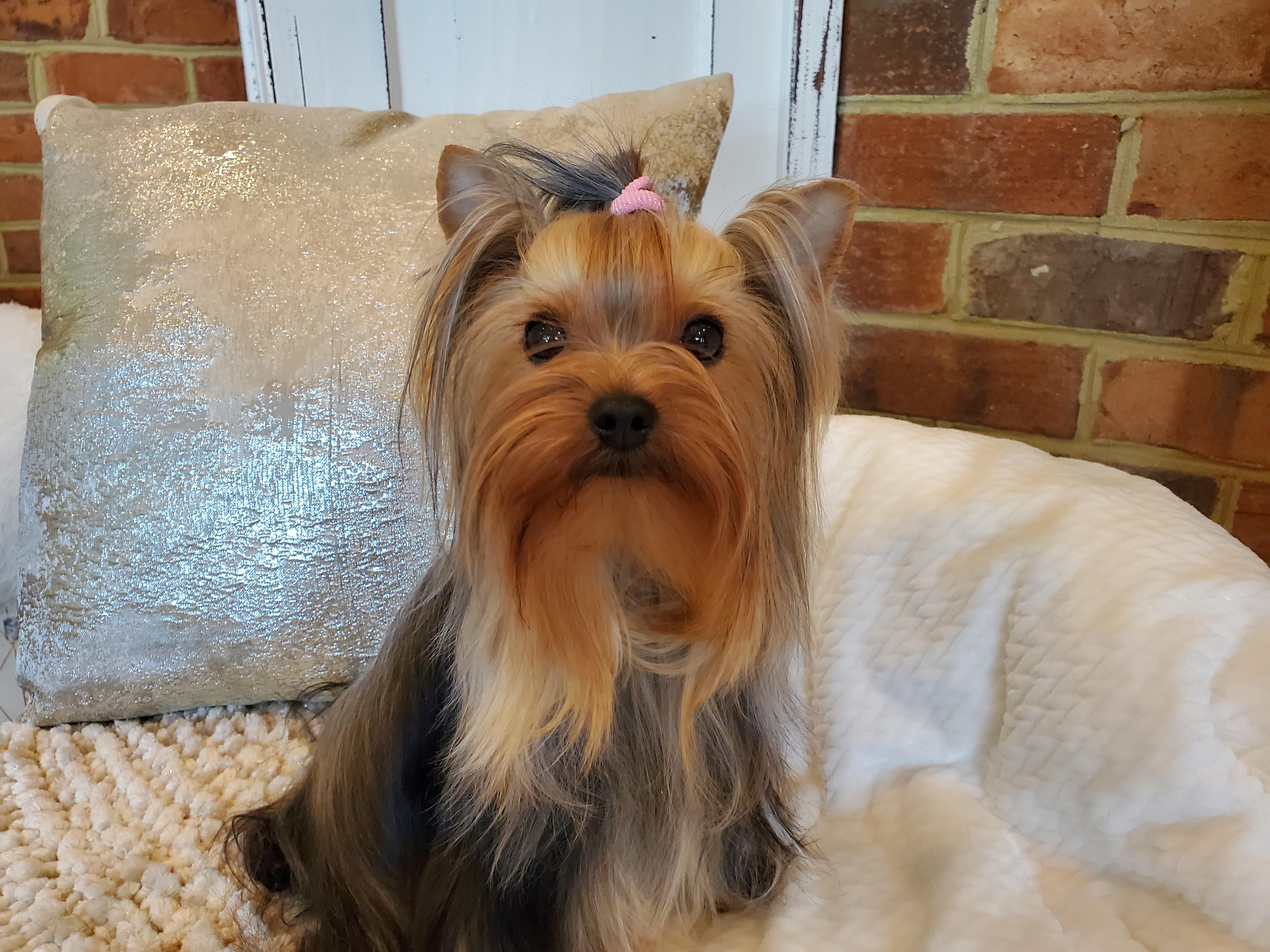Crystal Palace Yorkies in Virginia | Yorkshire Terrier puppies | Good Dog