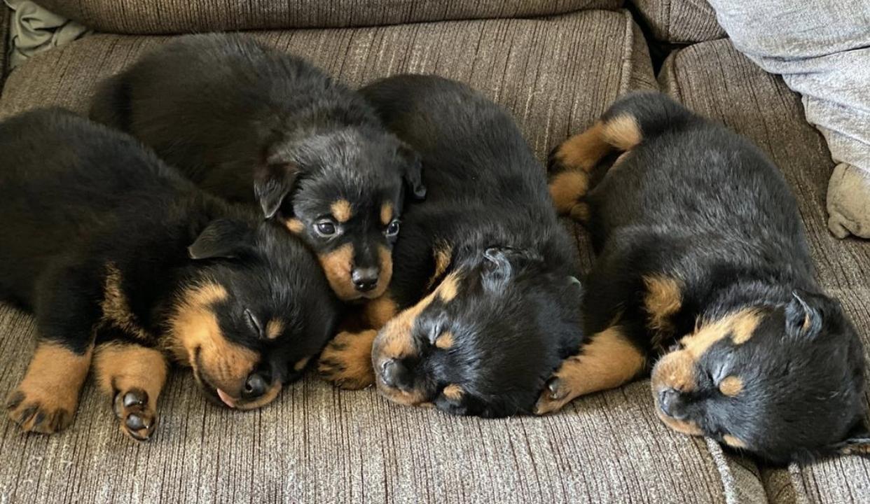 Von Raven Haus Rottweilers in Tennessee | Rottweiler puppies | Good Dog