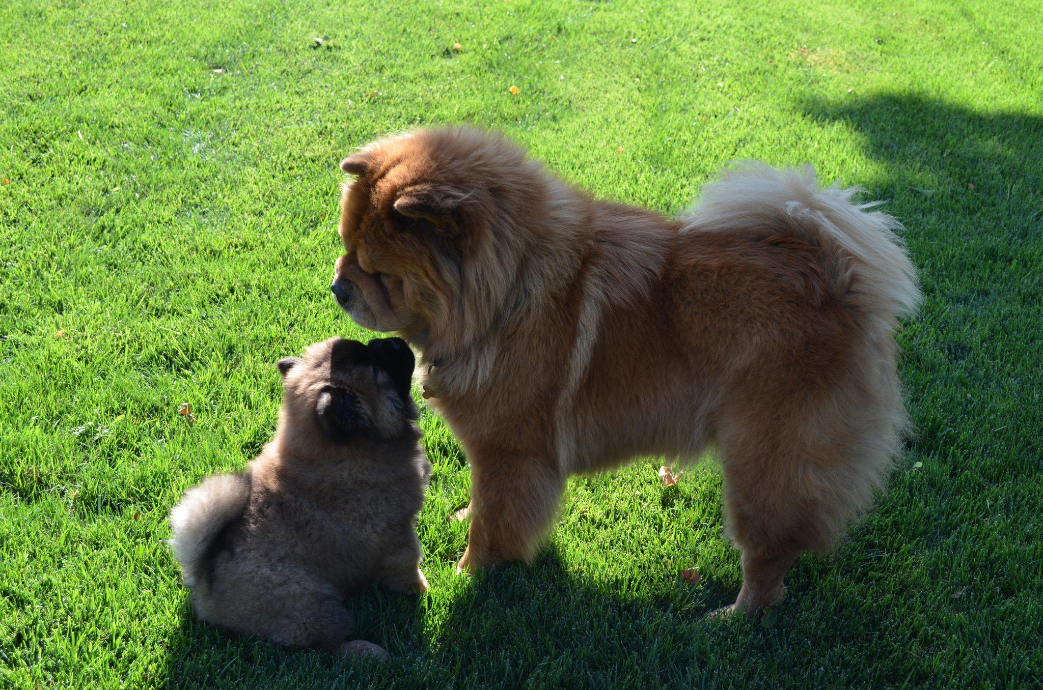 Purple Majesty Chows in California | Chow Chow puppies | Good Dog