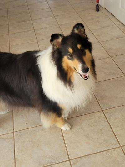 Trinity Collies of MA in Massachusetts | Collie puppies | Good Dog