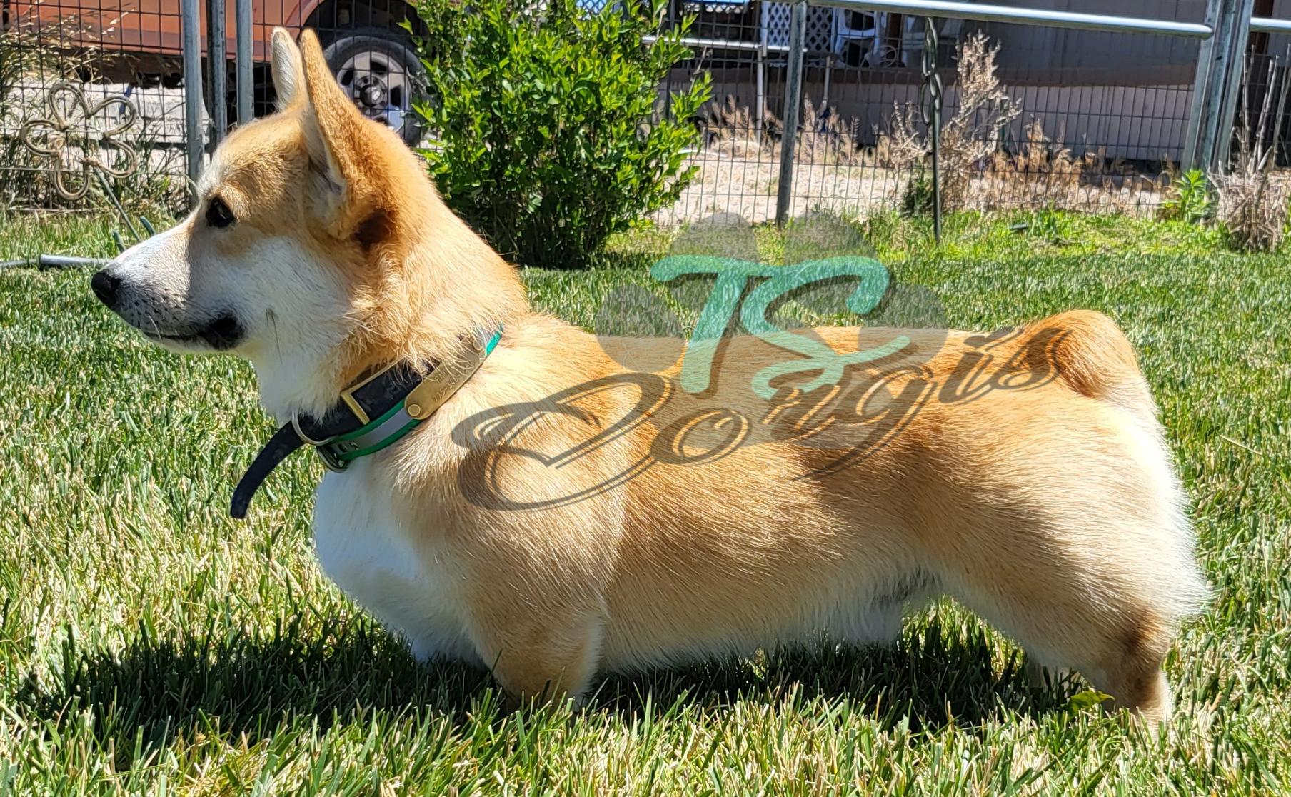 TS Dachshunds and Corgis in Nevada | Dachshund and Pembroke Welsh Corgi ...