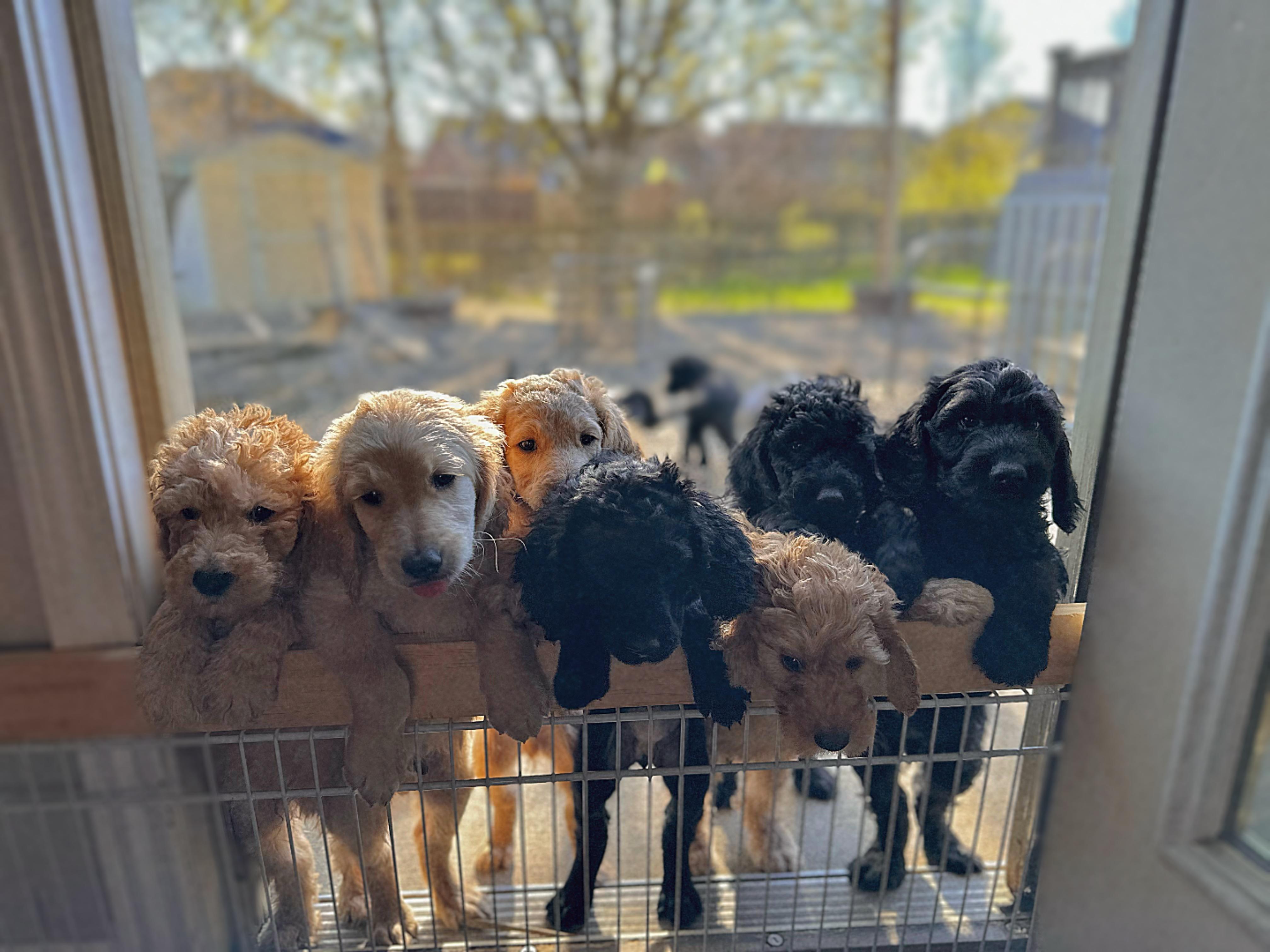 Gretchen’s Doodles in Indiana | Goldendoodle puppies | Good Dog