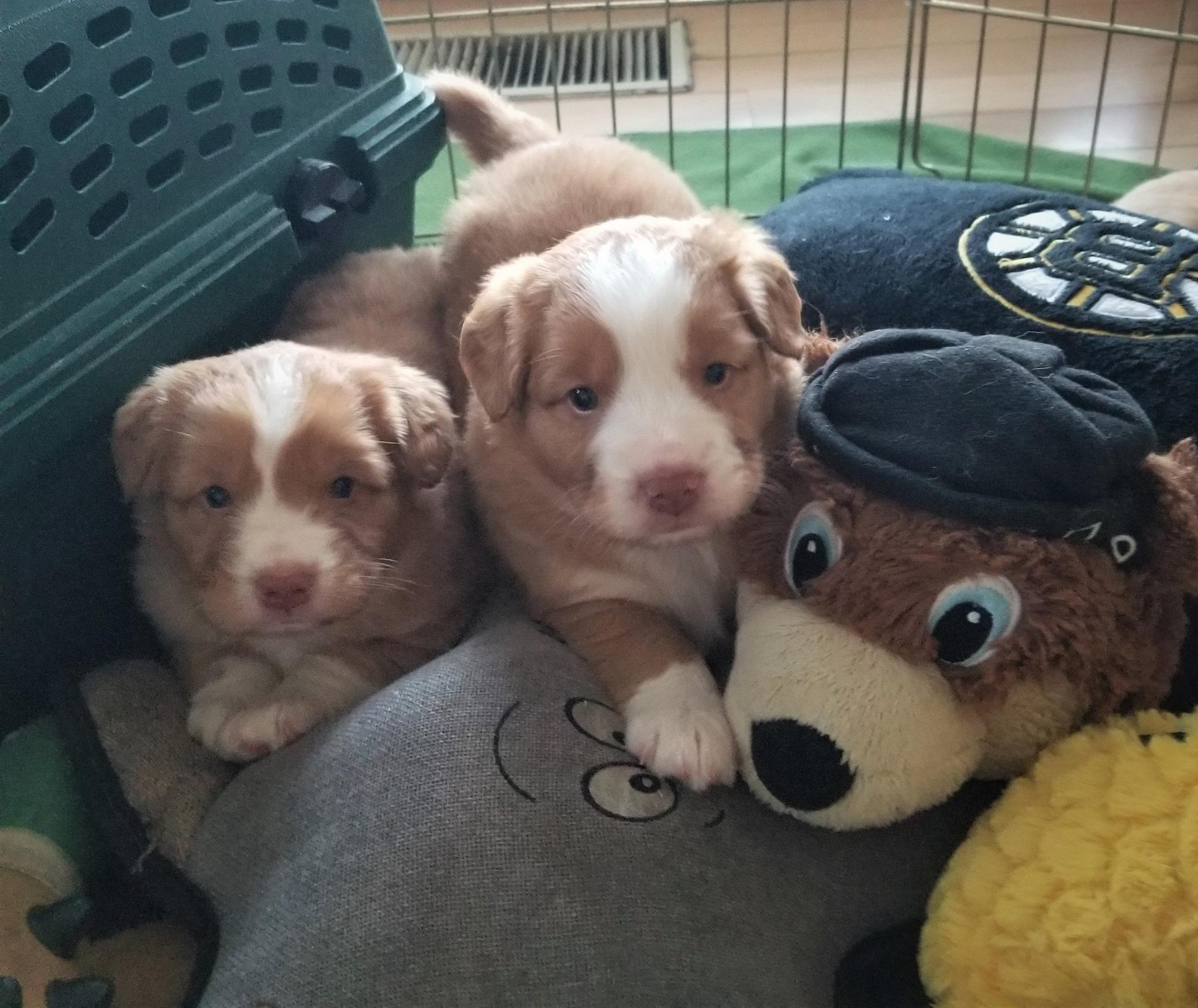 PortStar Tollers in Massachusetts | Nova Scotia Duck Tolling Retriever ...