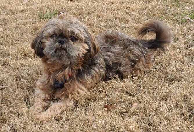 Lisa's Shih Tzus in North Carolina | Shih Tzu puppies | Good Dog
