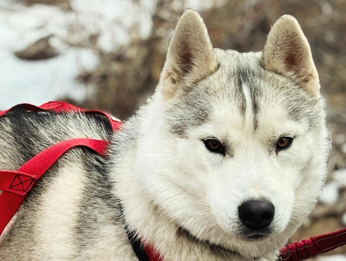 Canyon Creek Siberian in Colorado | Siberian Husky puppies | Good Dog