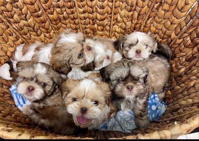 Garry's Shih Tzus in Florida | Shih Tzu puppies | Good Dog