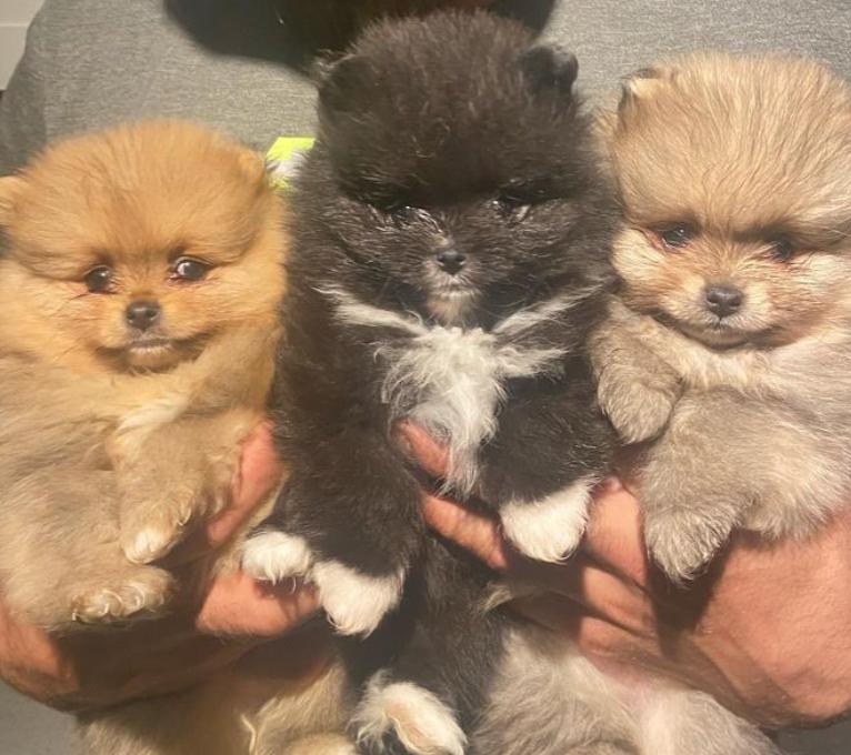 Vargas Boyz Kennel in California | Pomeranian puppies | Good Dog