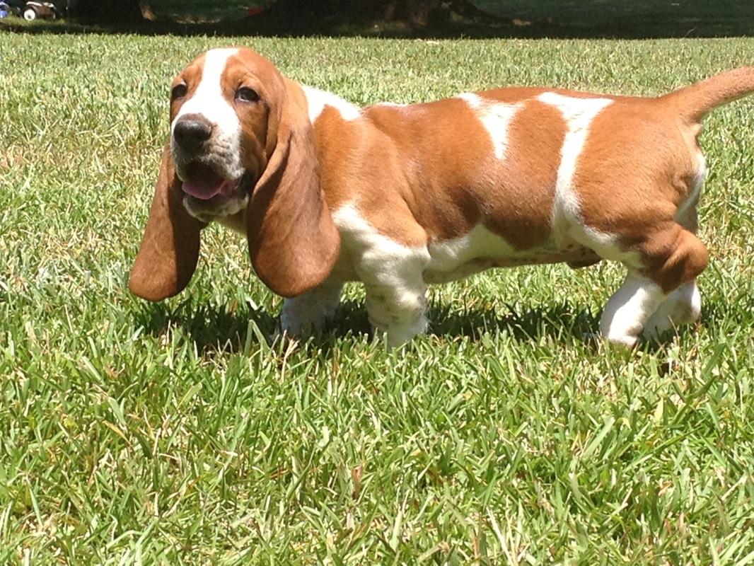 Huff's Hounds in Georgia | Basset Hound puppies | Good Dog