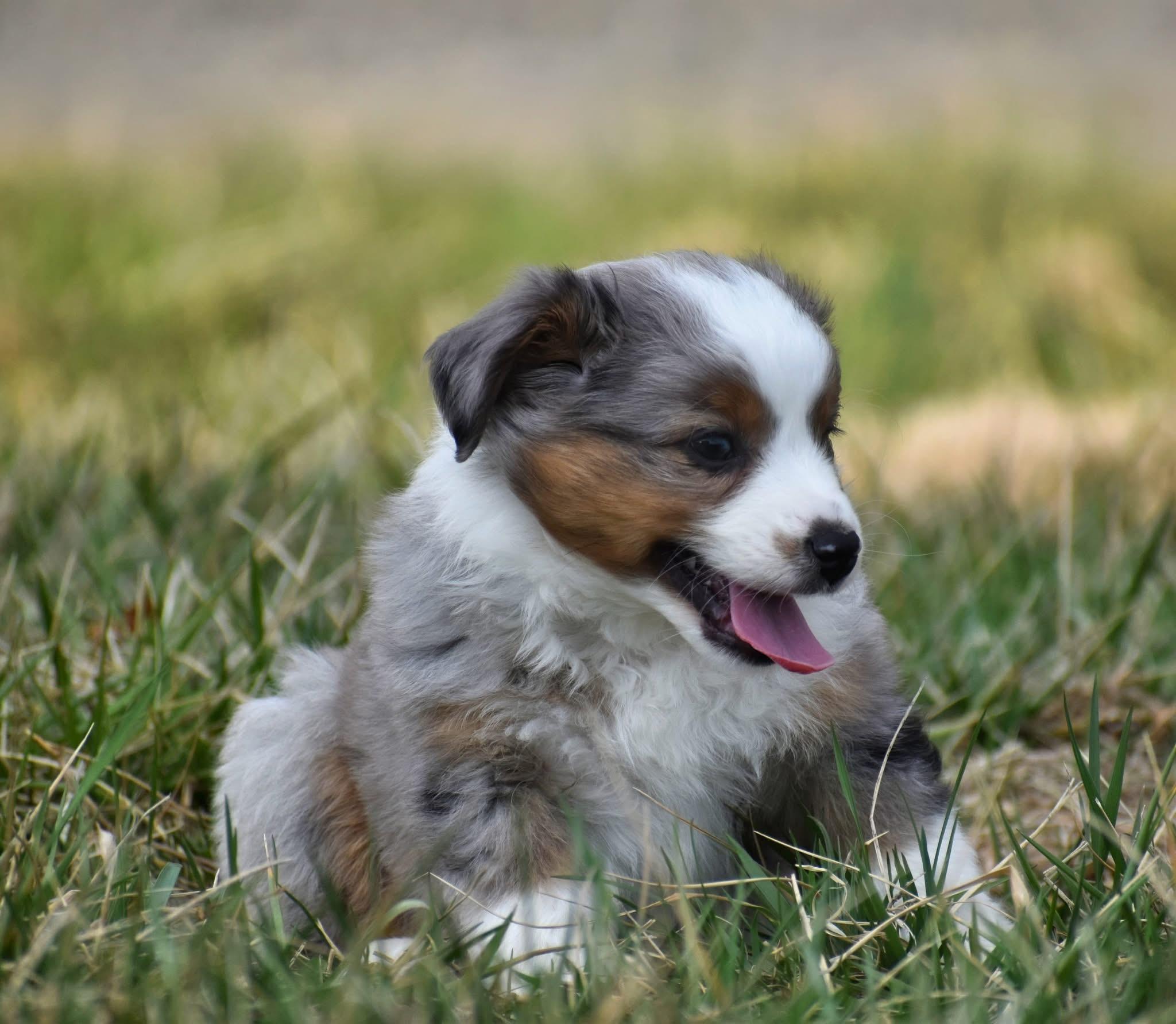 Baileys Mini Aussies in North Carolina | Australian Shepherd and ...