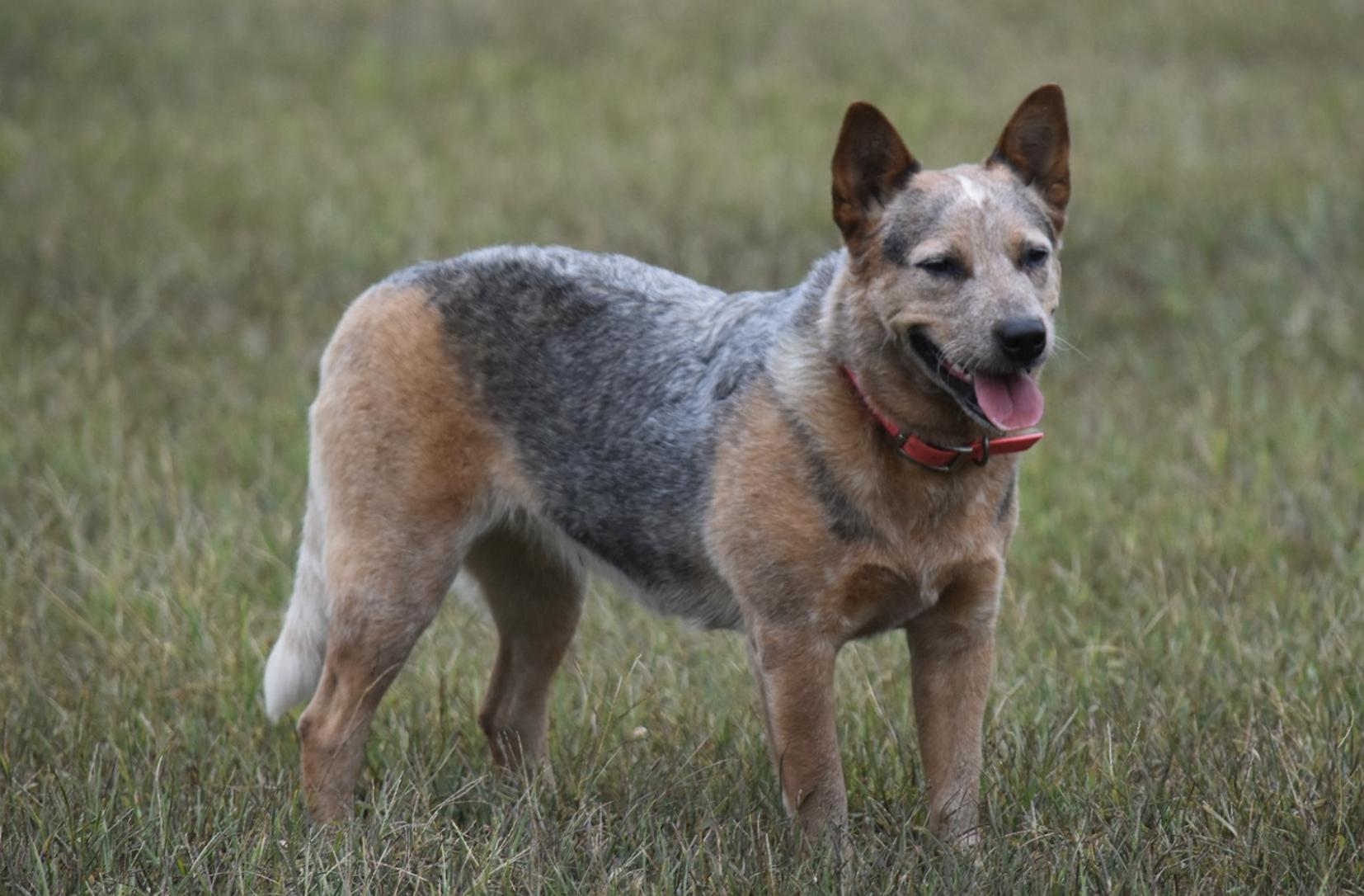 Grog Creek Kennel in North Carolina | Australian Cattle Dog puppies ...