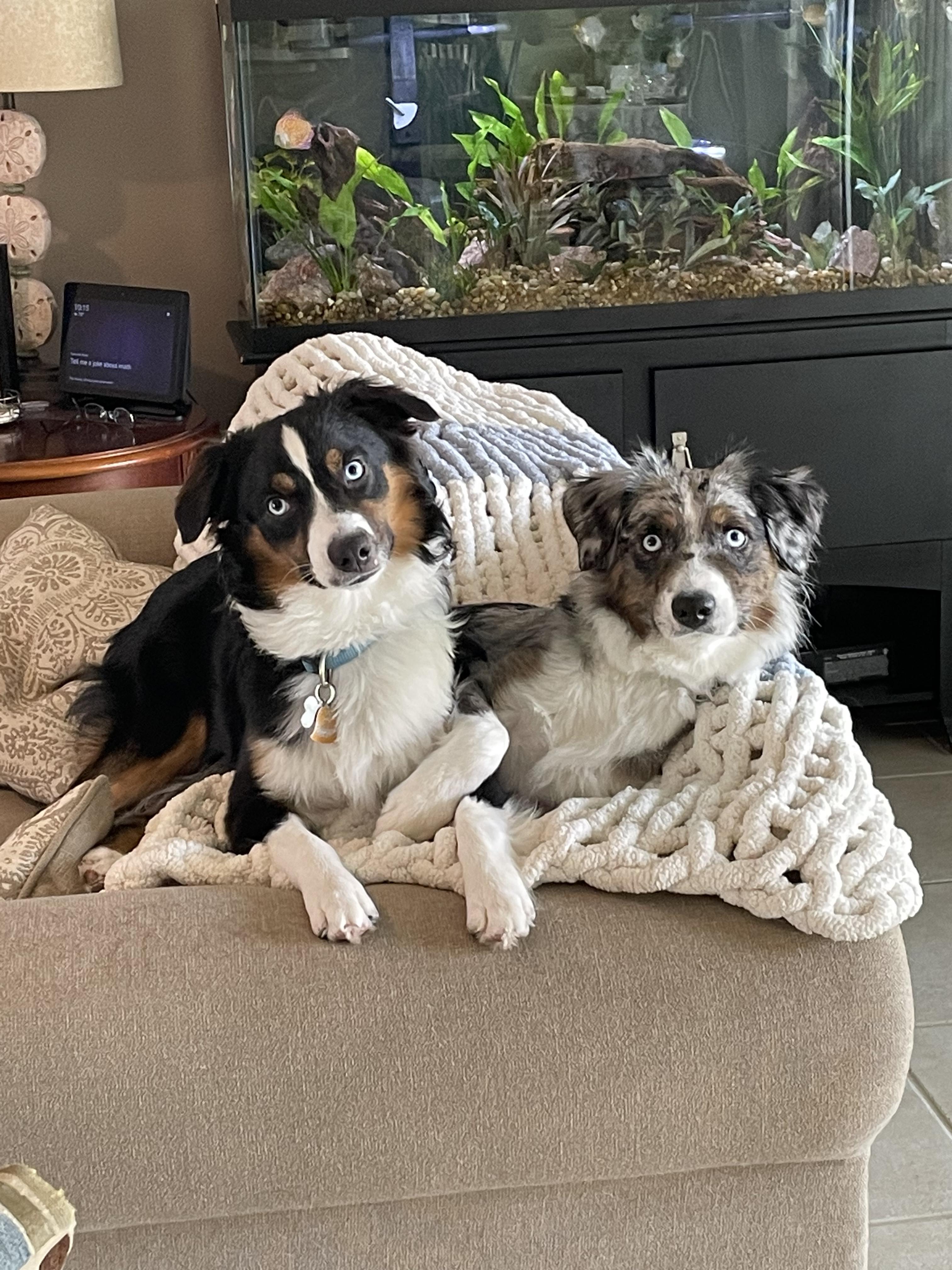 Rolling Waves Mini Aussie in Florida | Miniature Australian Shepherd ...