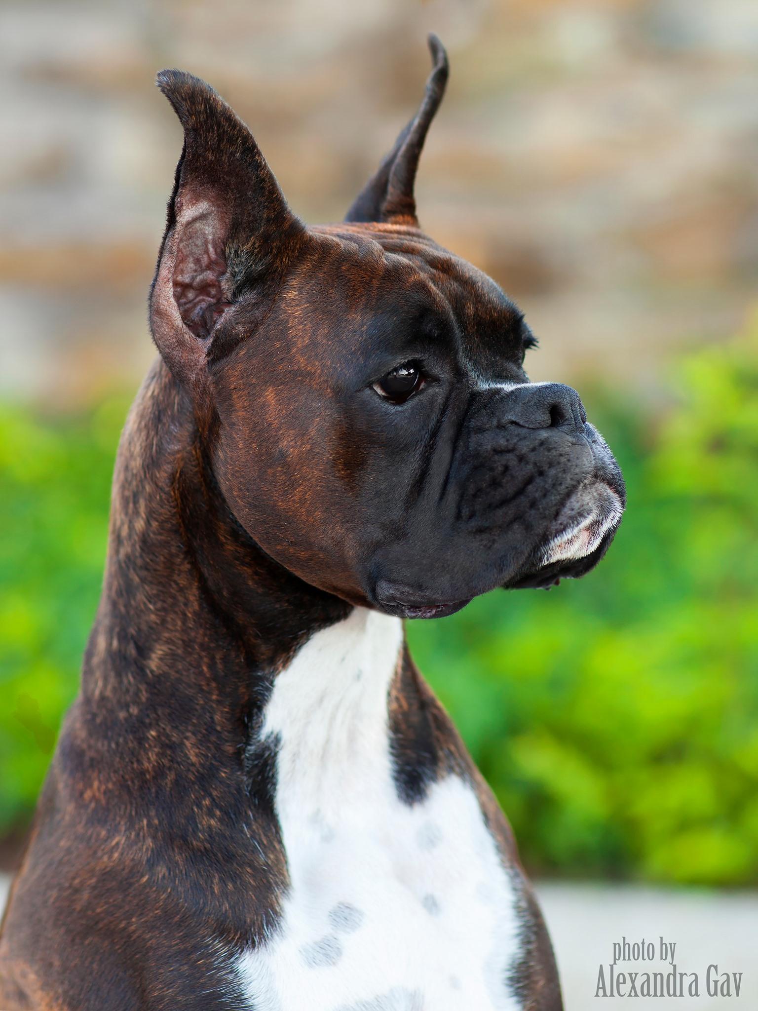 Savvy Boxers Seattle in Washington | Boxer puppies | Good Dog