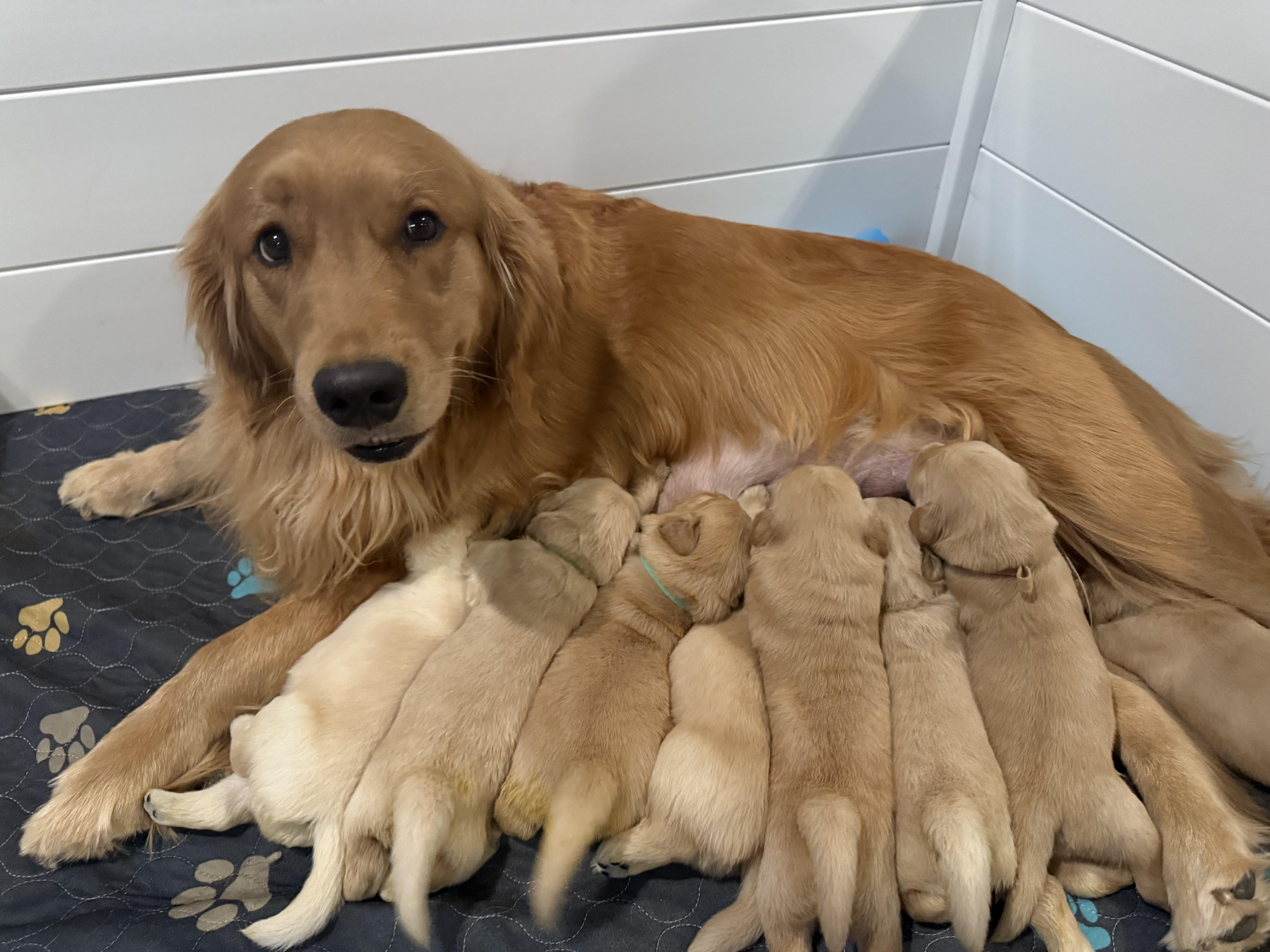 Golden Grace Kennel in Arizona | Golden Retriever puppies | Good Dog