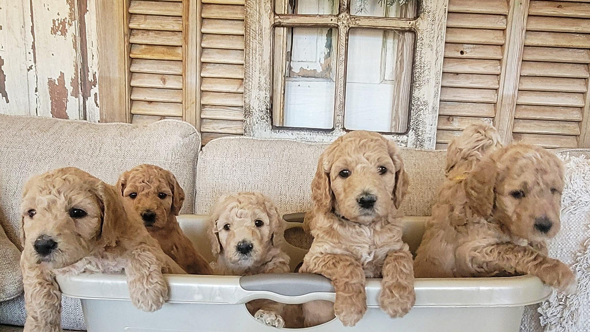 Farmer's Chic Doodles in Alabama | Goldendoodle puppies | Good Dog