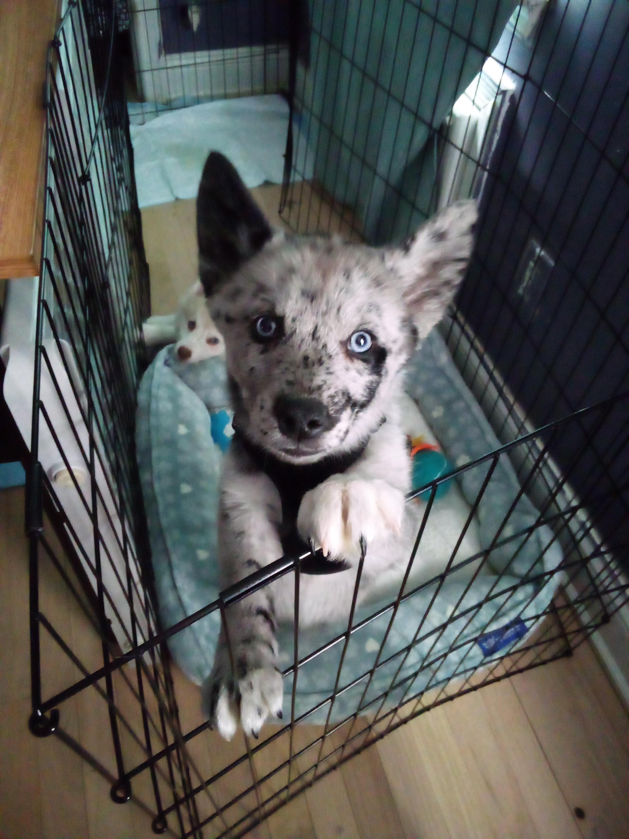 Eclipse Merle Pomsky’s in New York | Pomsky puppies | Good Dog