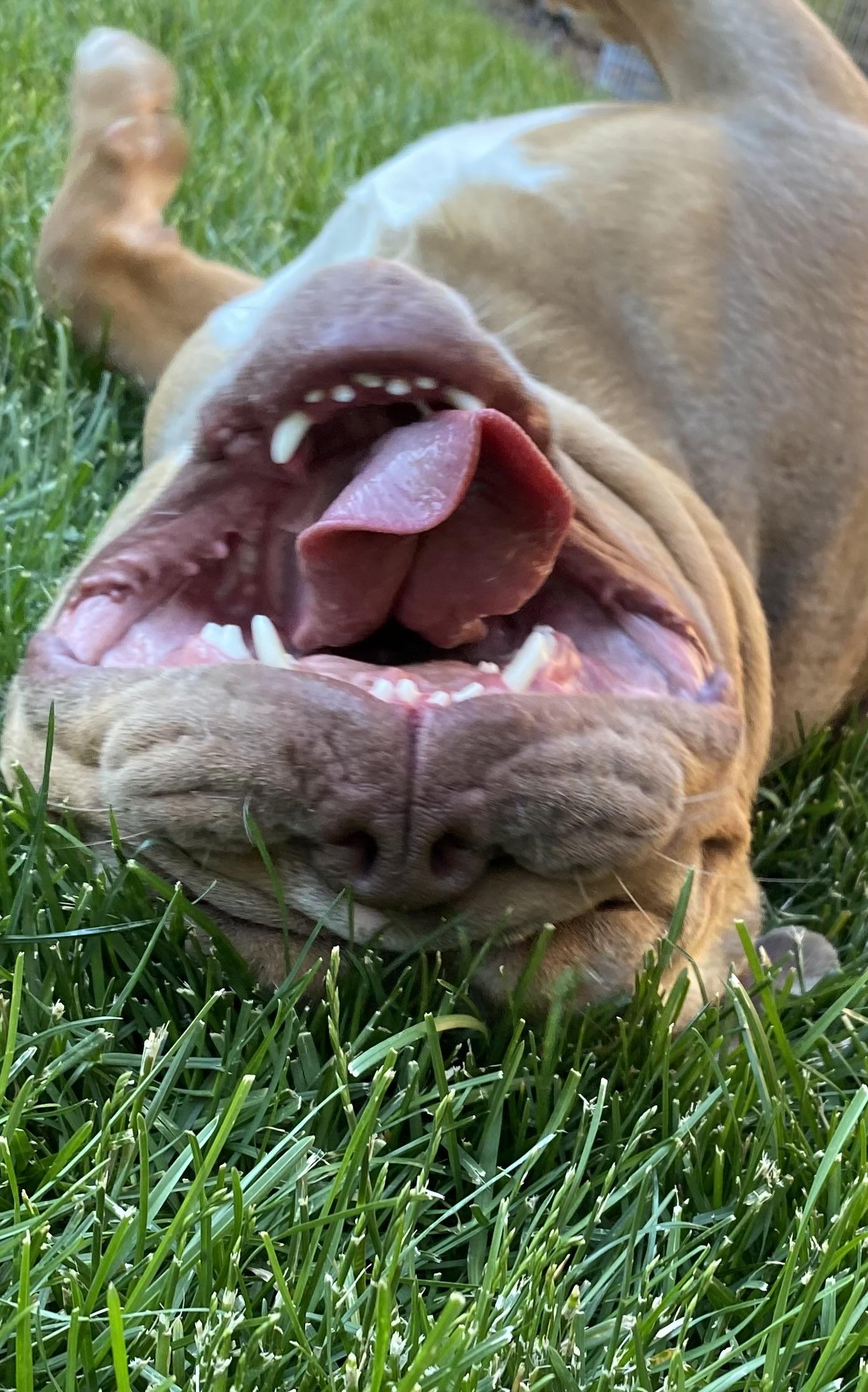 Bestie Bullies 4U Bulldogs in Washington | Bulldog puppies | Good Dog