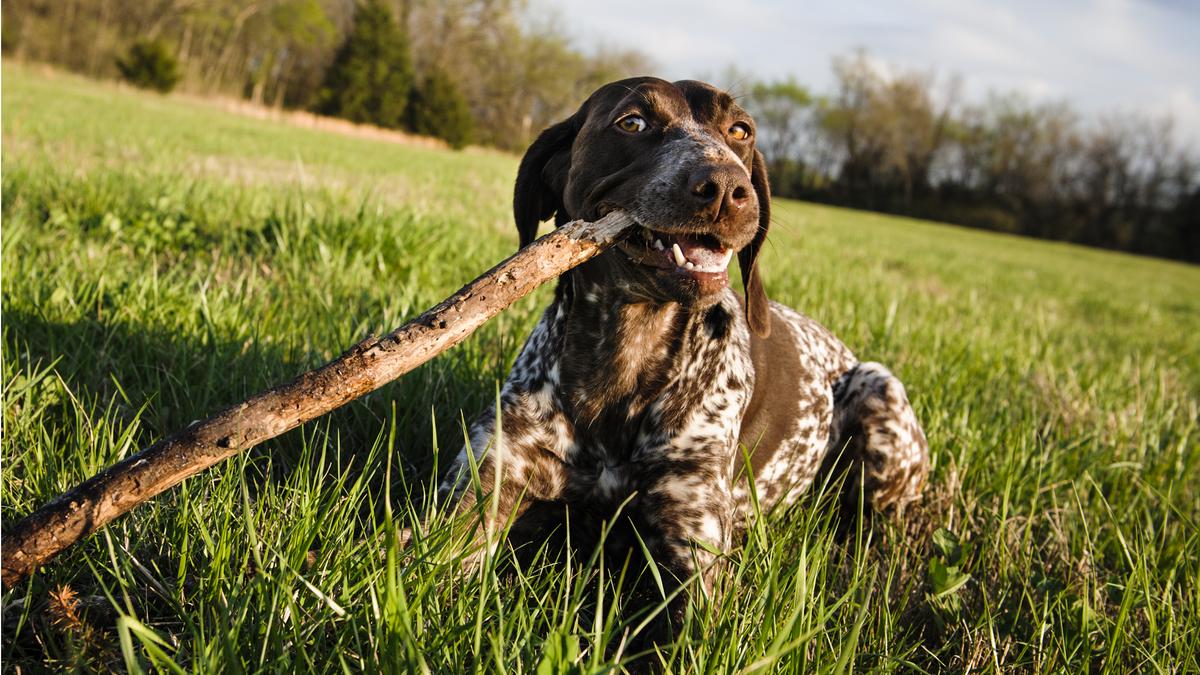 25 cute German Shorthaired Pointer puppies for sale in Michigan | Good Dog