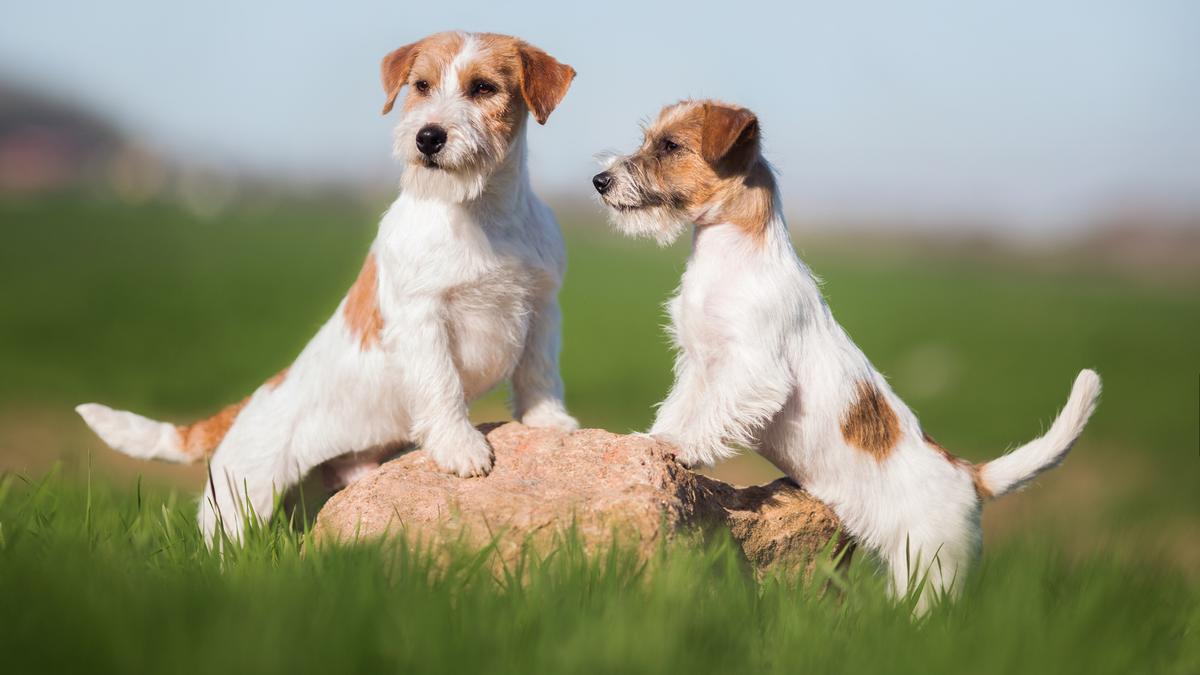 25 cute Jack Russell Terrier puppies for sale | Good Dog