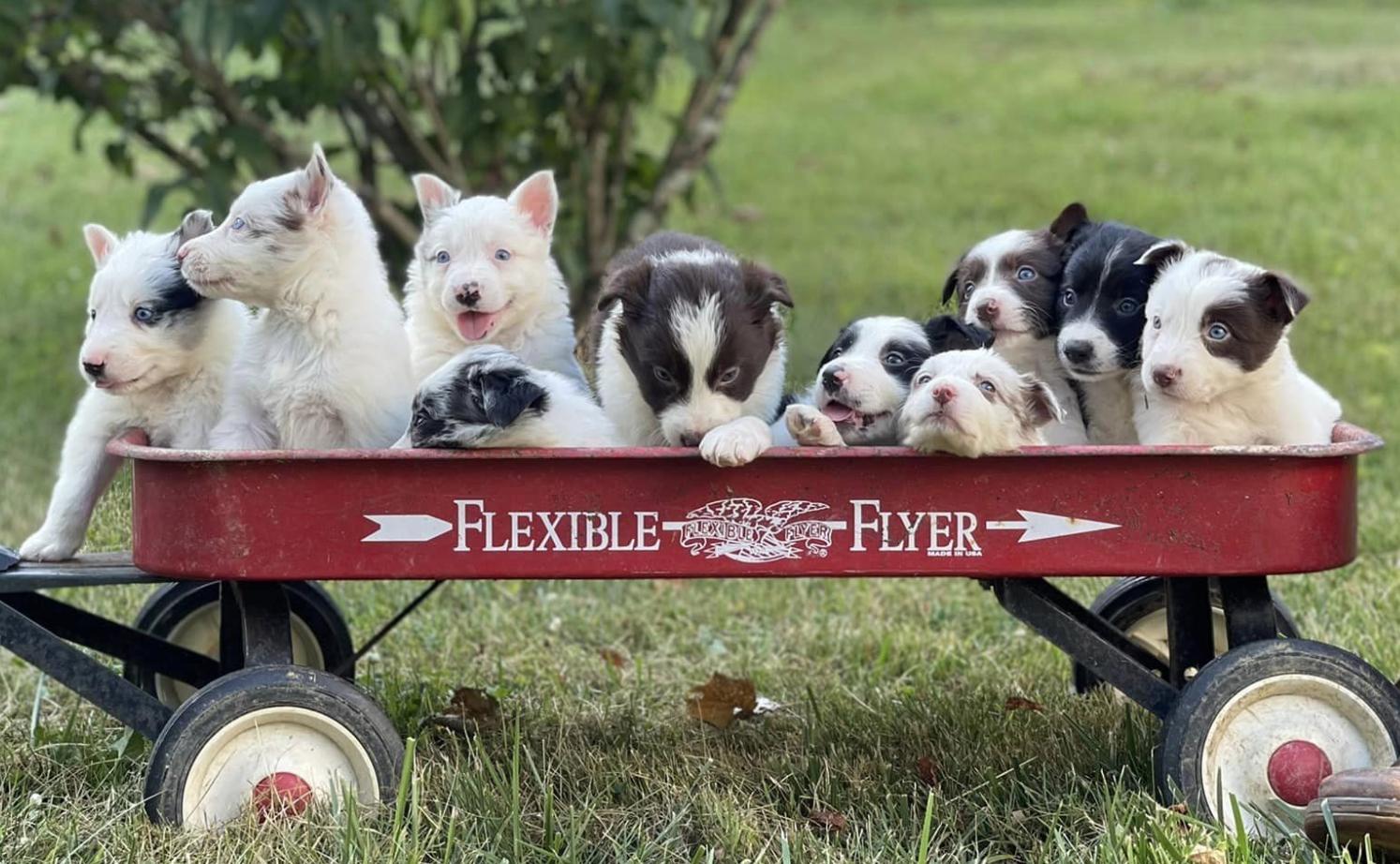 JL Borders in Virginia | Border Collie puppies | Good Dog