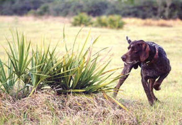 Crosswind Kennel in Michigan | German Shorthaired Pointer puppies ...