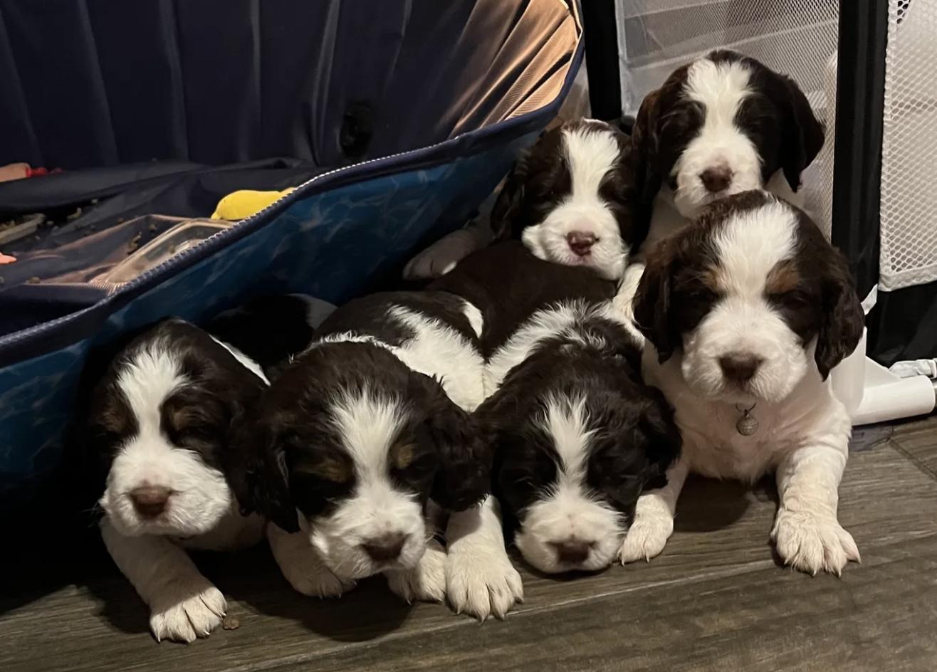 AZ Springers in Arizona | English Springer Spaniel puppies | Good Dog