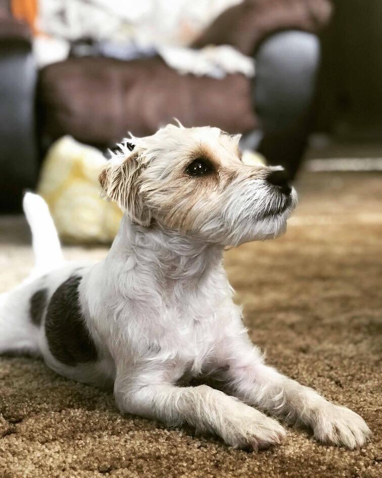 Diamond Gates Jack Russell Terriers in Massachusetts | Jack Russell ...