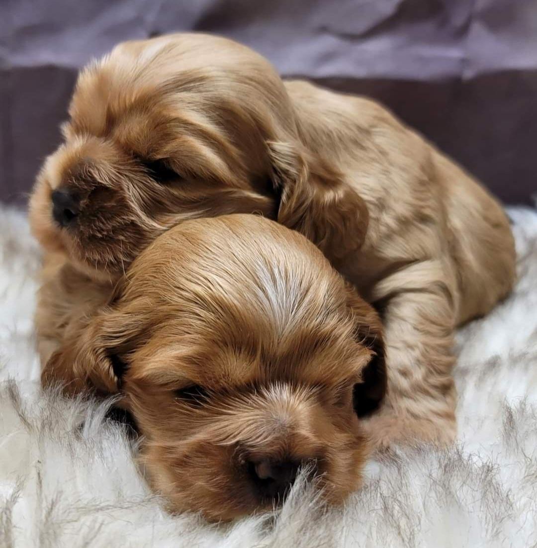 Reddick's American Cocker Spaniels in South Carolina | Cocker Spaniel ...