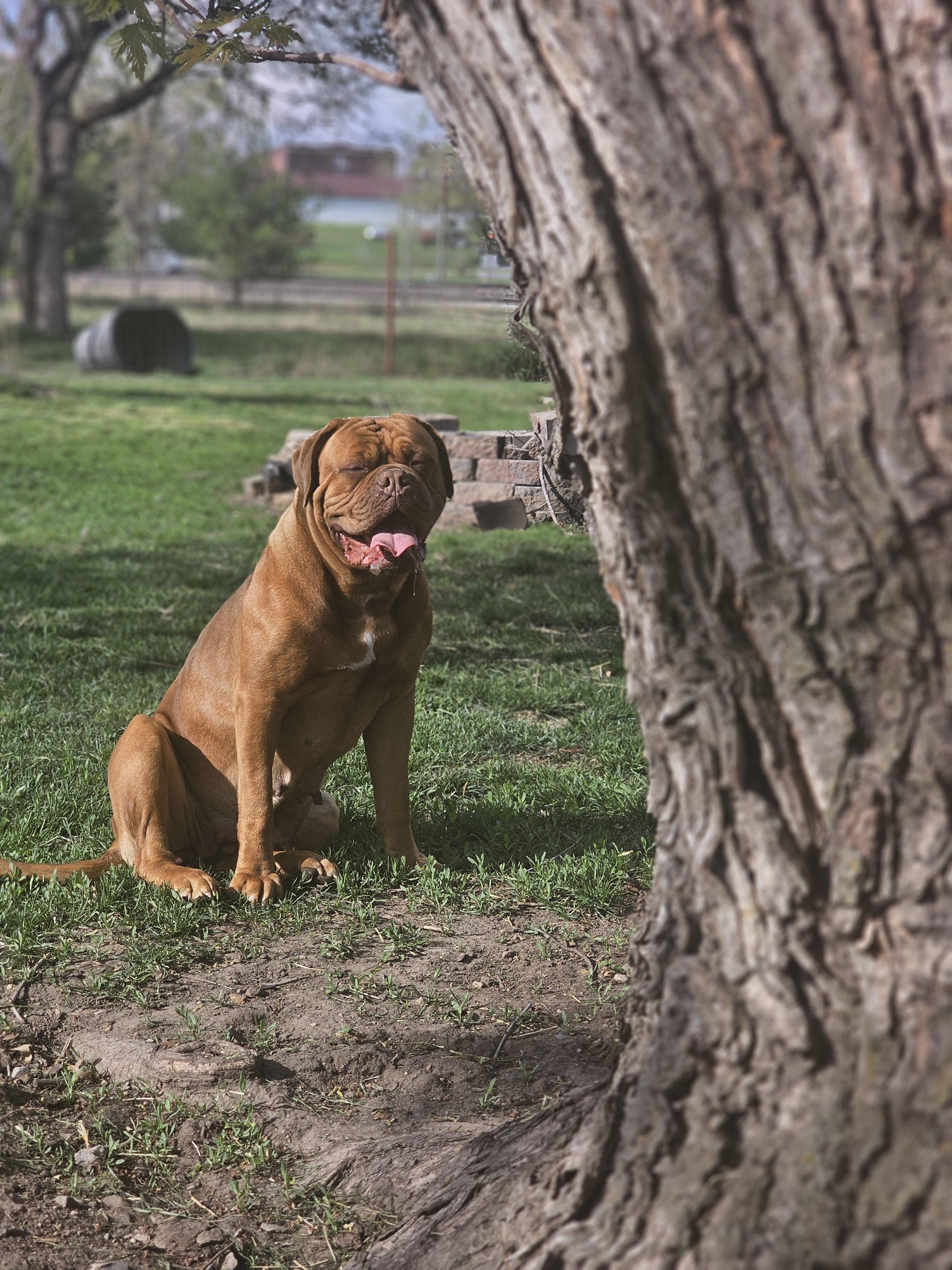 Amore Kennel in Nebraska | Dogue de Bordeaux and French Bulldog puppies ...