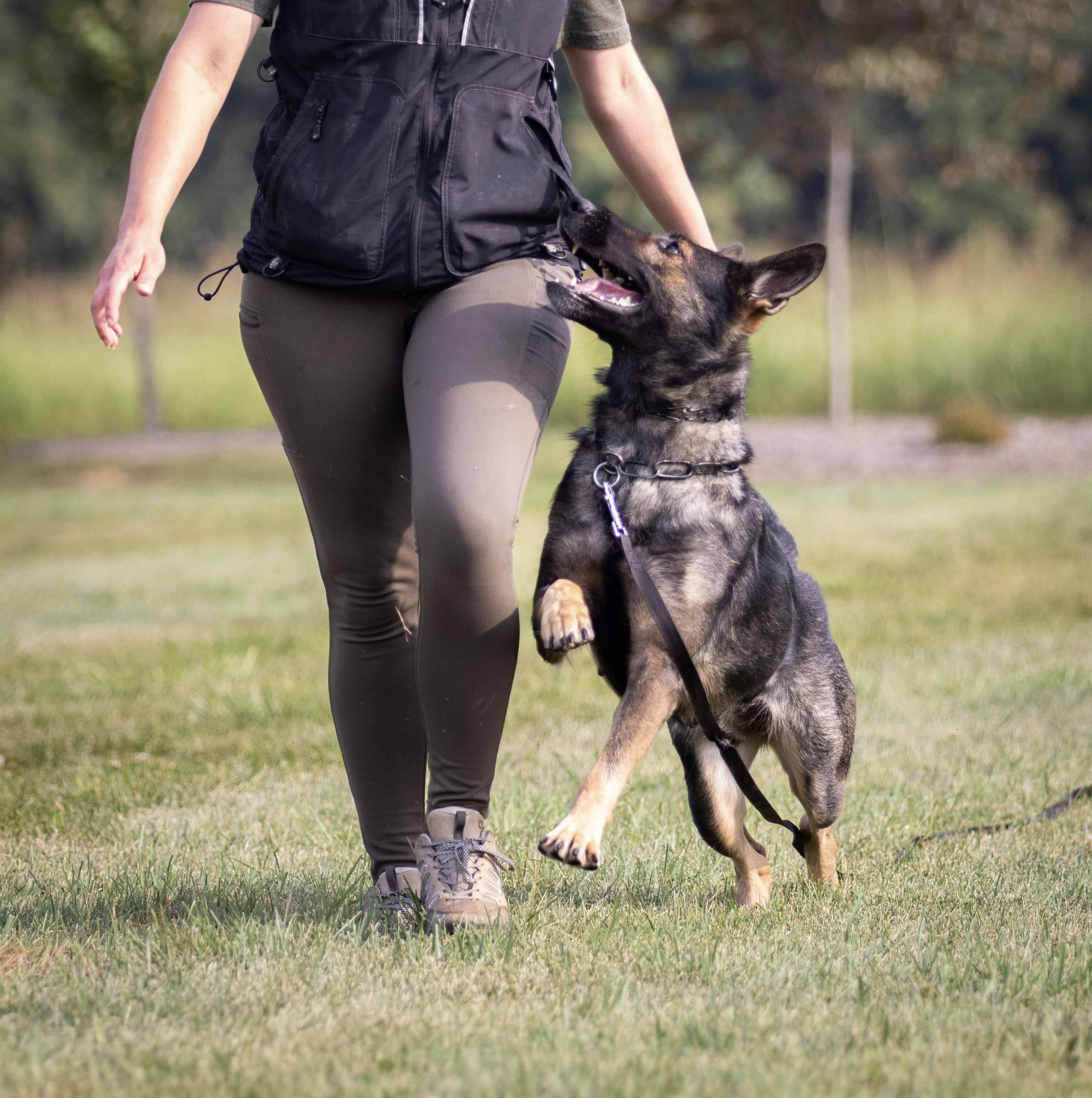 Bright Haus German Shepherds in West Virginia | German Shepherd puppies ...