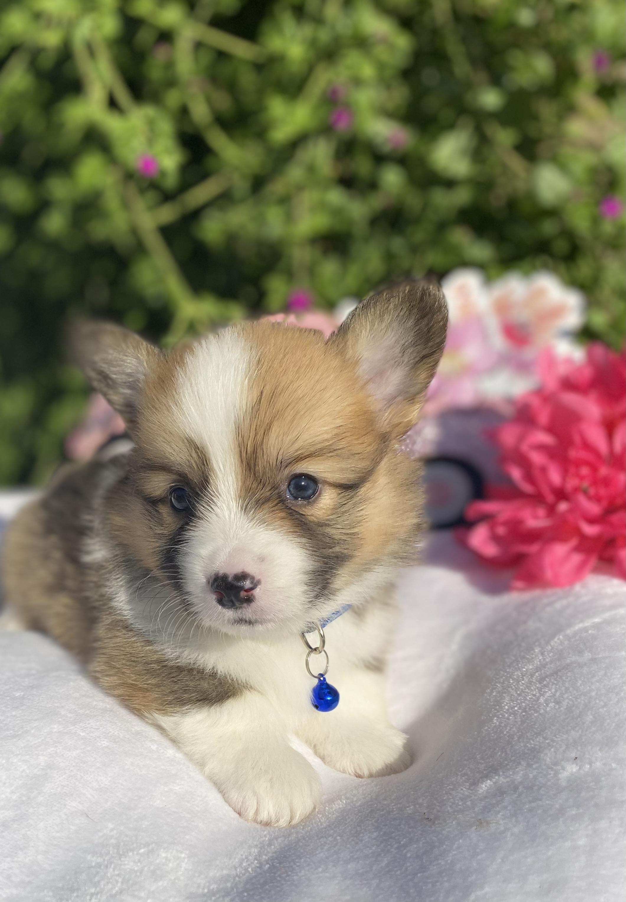 SoCal Native Corgis in California | Pembroke Welsh Corgi and American ...