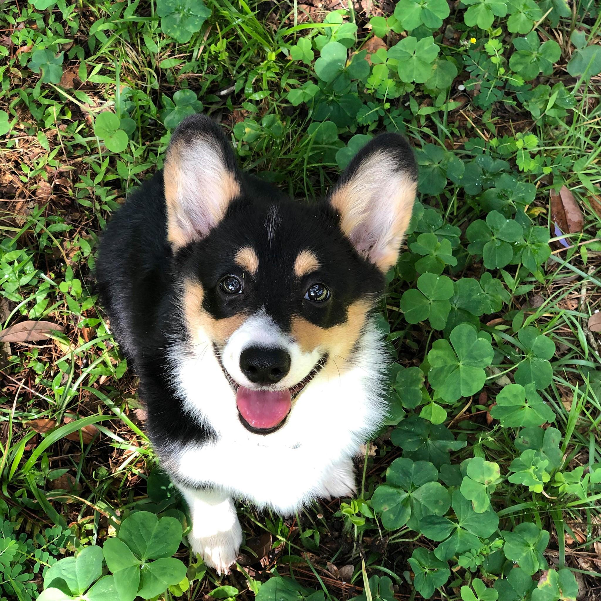 Diamond H Ranch Pembroke Welsh Corgis in Florida | Pembroke Welsh Corgi ...