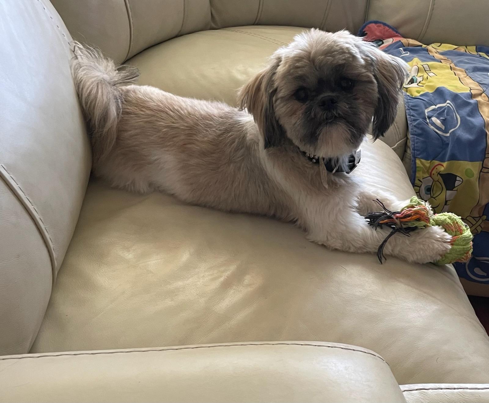 Sassy Shih Tzu Puppies in Florida | Shih Tzu puppies | Good Dog