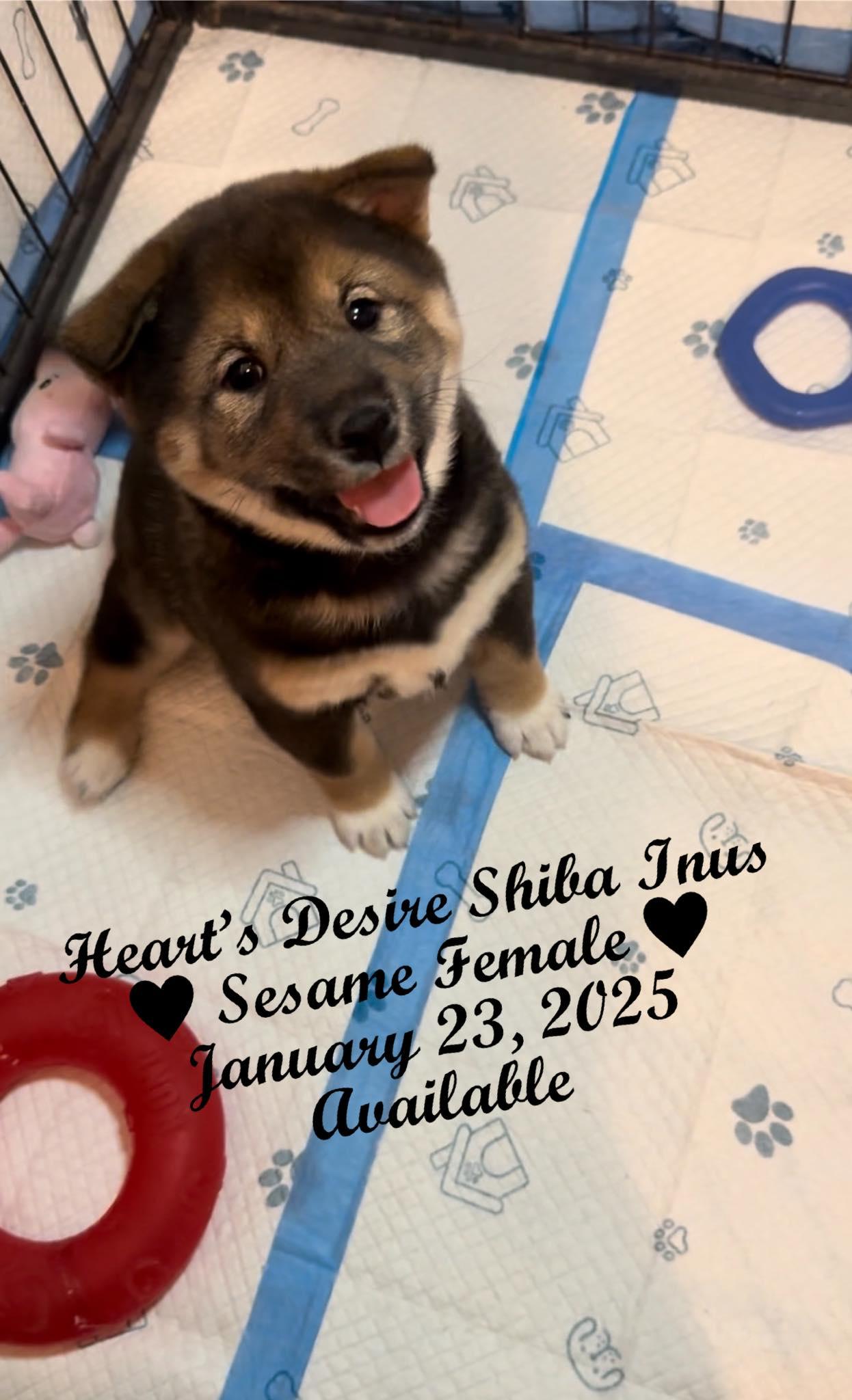 Heart’s Desire Shiba Inus in Kansas | Shiba Inu puppies | Good Dog