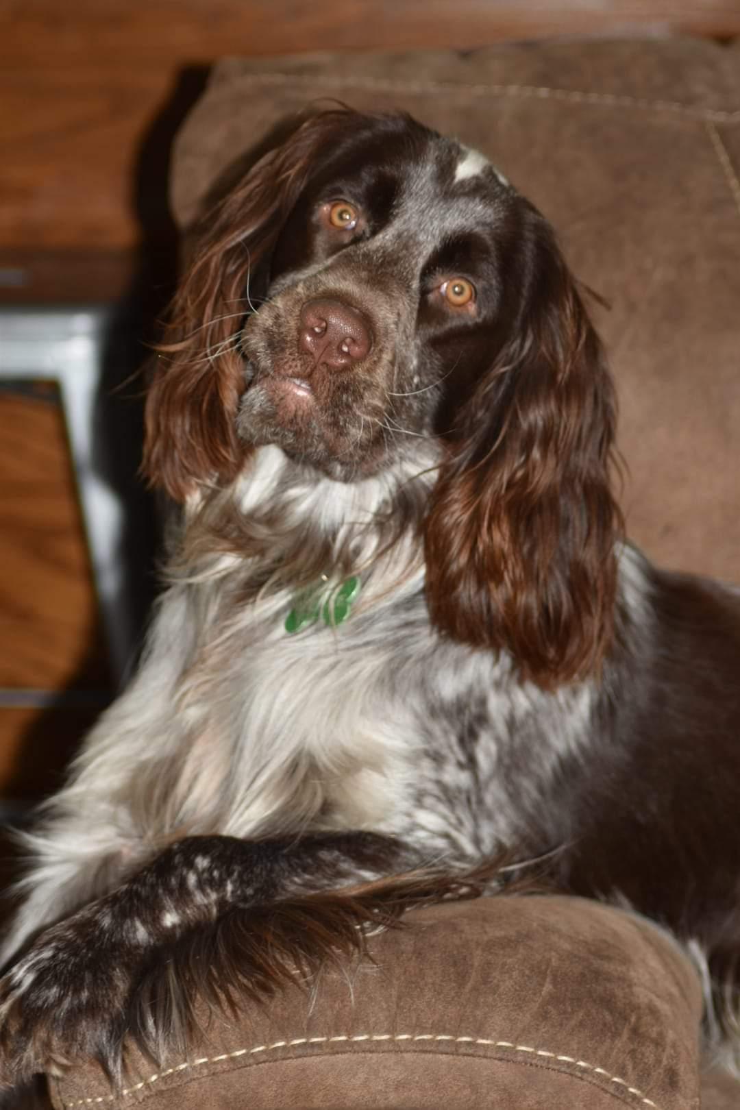 Roush English Springer Spaniels in Alabama | English Springer Spaniel ...