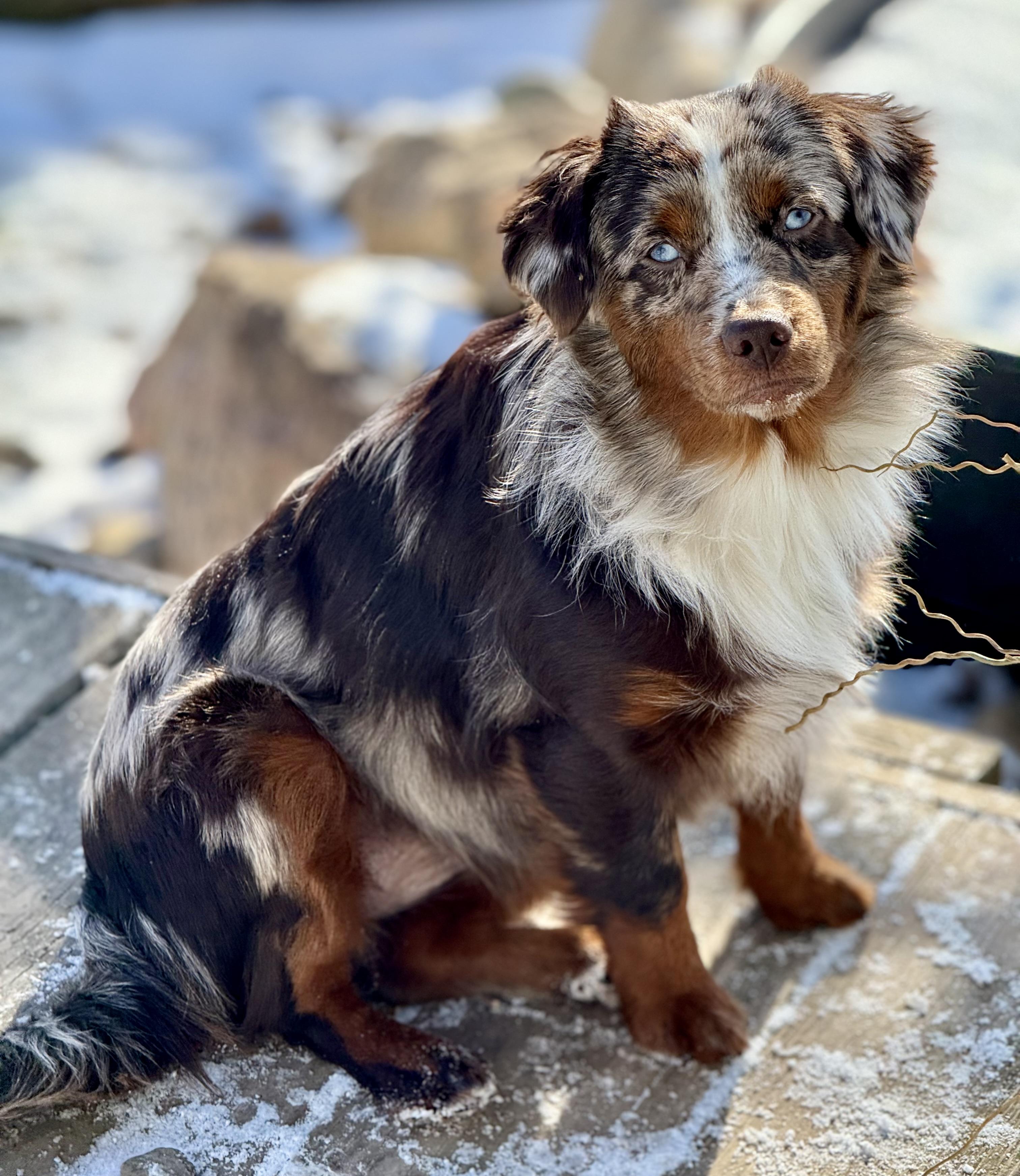 Kickapoo Creek Toy & Mini Aussies in Illinois | Miniature Australian ...