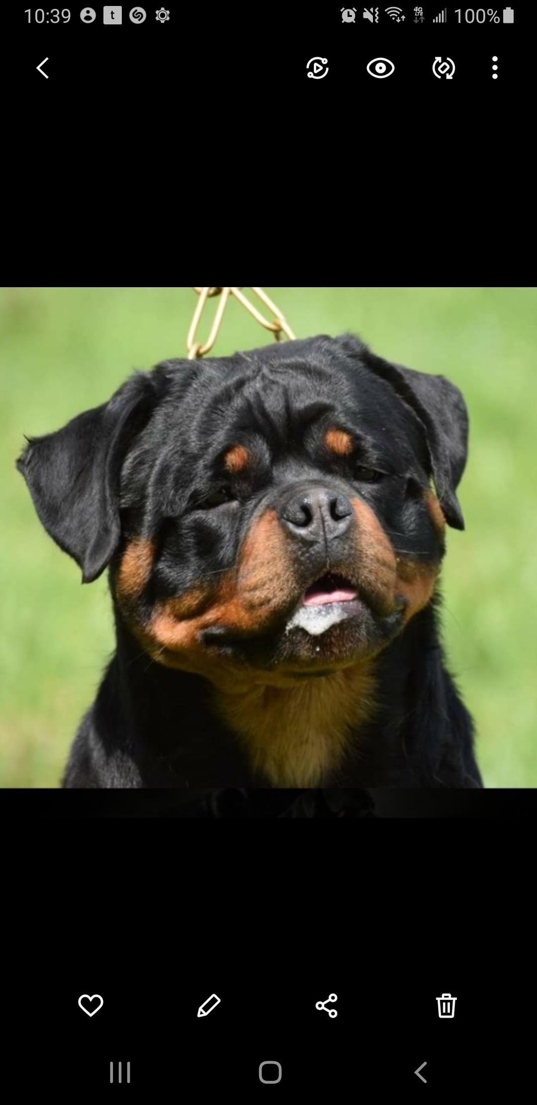 Vom Haus Jonas Rottweilers in Texas | Rottweiler puppies | Good Dog
