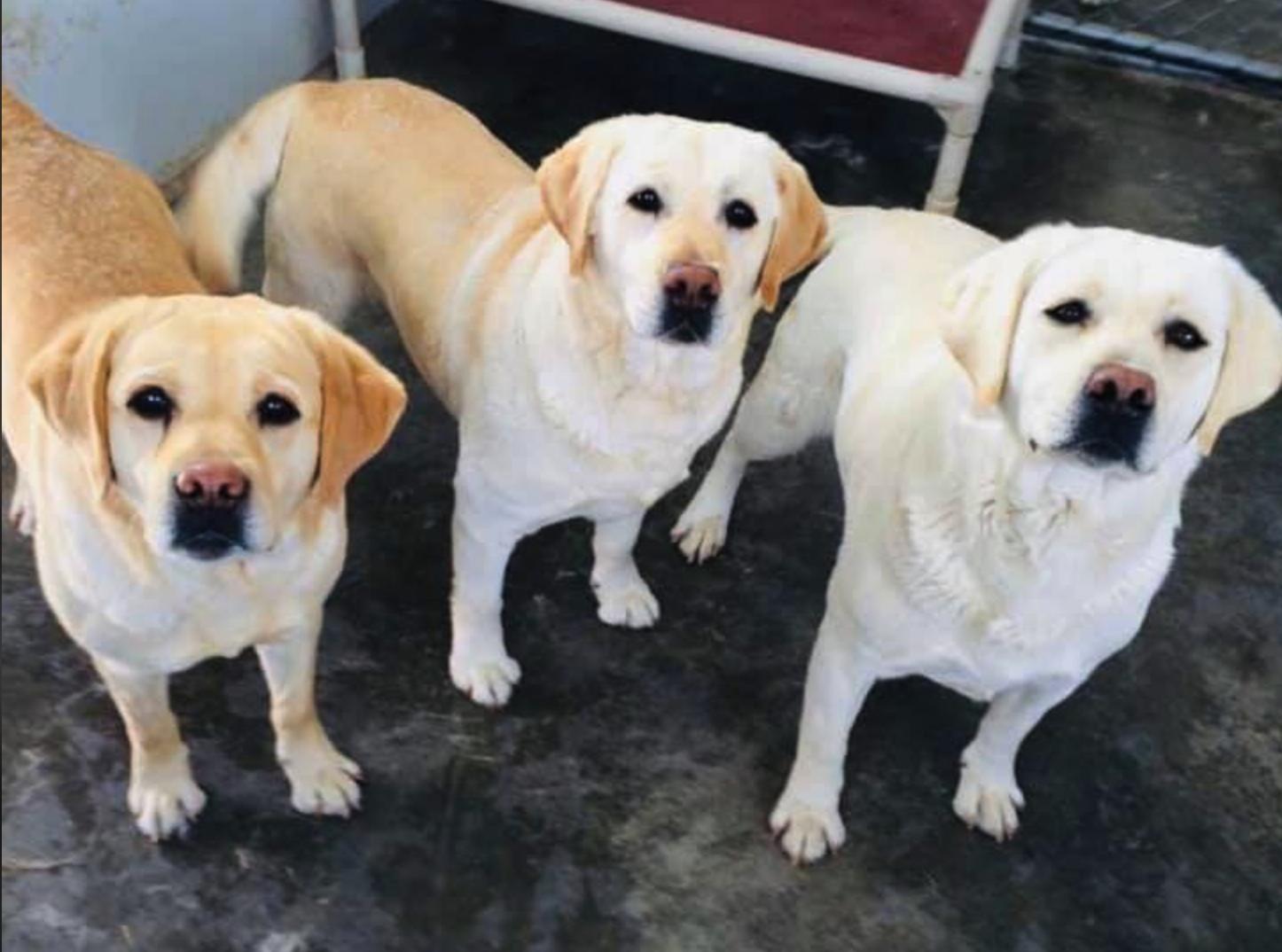 Shiloh Labradors in Wyoming | Labrador Retriever puppies | Good Dog