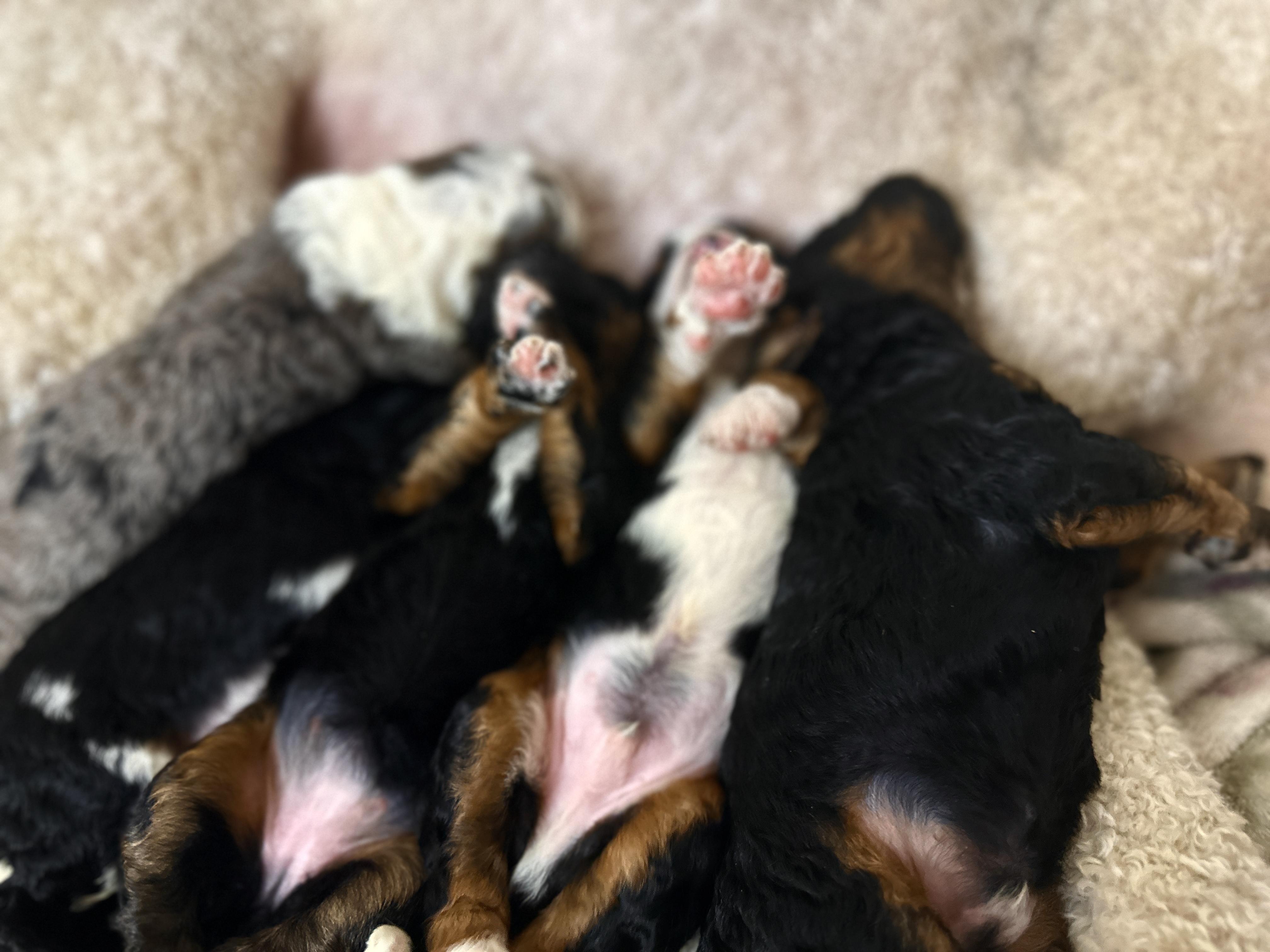 Bernedoodles of Florida in Florida | Bernedoodle, Cavapoo, Cockapoo ...