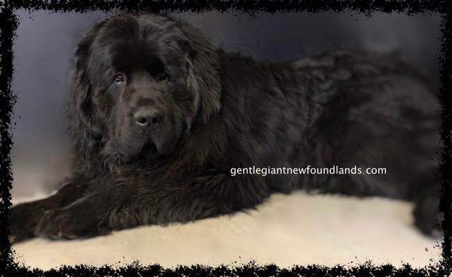 Gentle Giant Newfoundlands in Kansas | Newfoundland puppies | Good Dog
