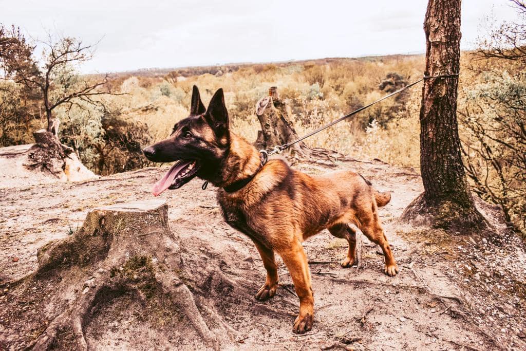 We Like it Ruff Working K9 Breeding and Training in Florida | xDutch ...