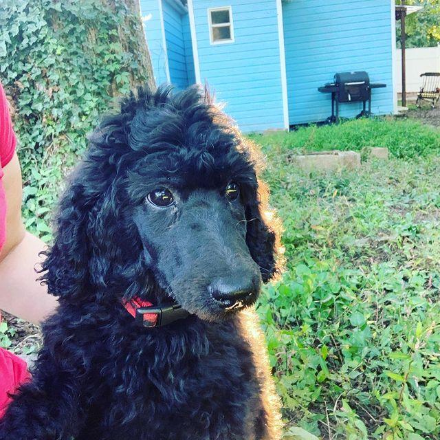 Bewitching Kennels in North Carolina | Poodle puppies | Good Dog
