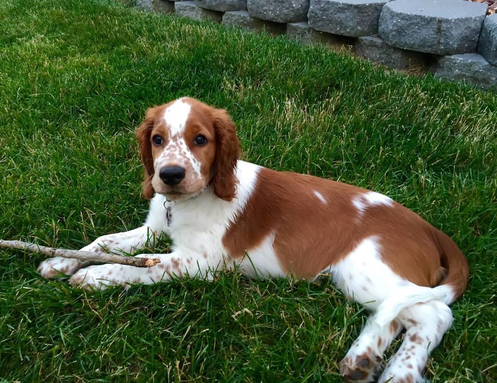 Truepenny & Pennylane Welsh Springer Spaniels in New Jersey | Welsh ...