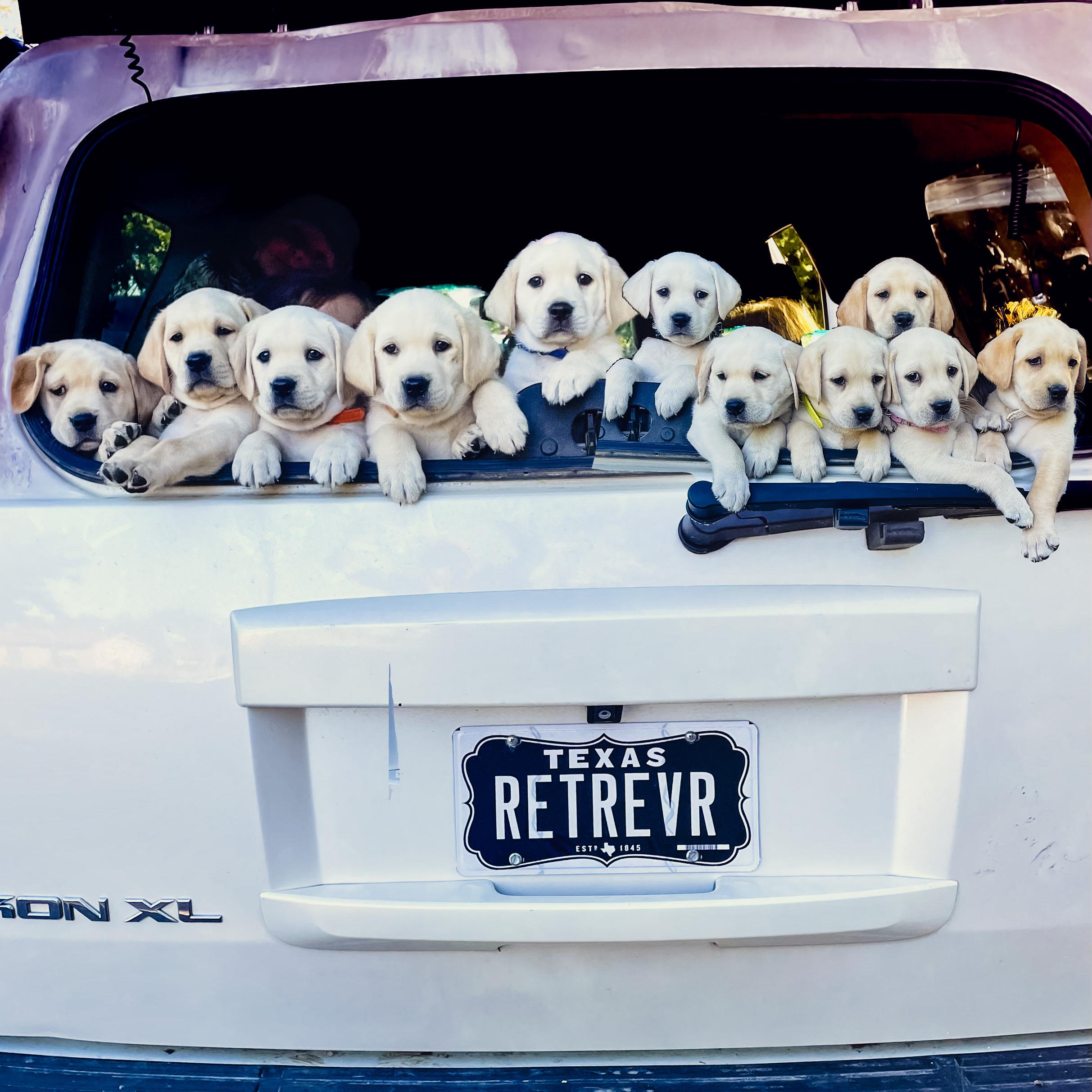 Limestone Labradors in Texas | Labrador Retriever puppies | Good Dog