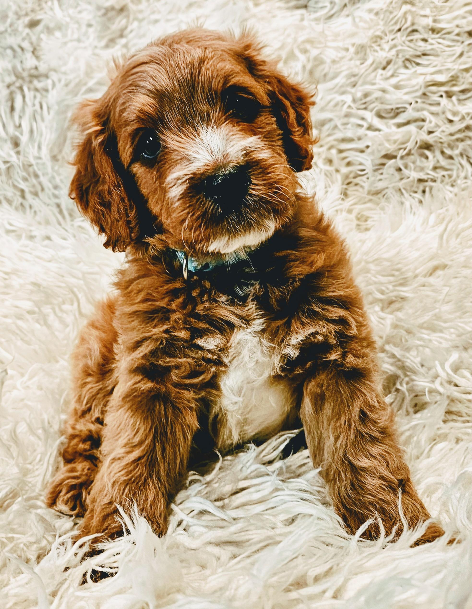 Curls and Camo Pups in Utah | Cavapoo and Goldendoodle puppies | Good Dog