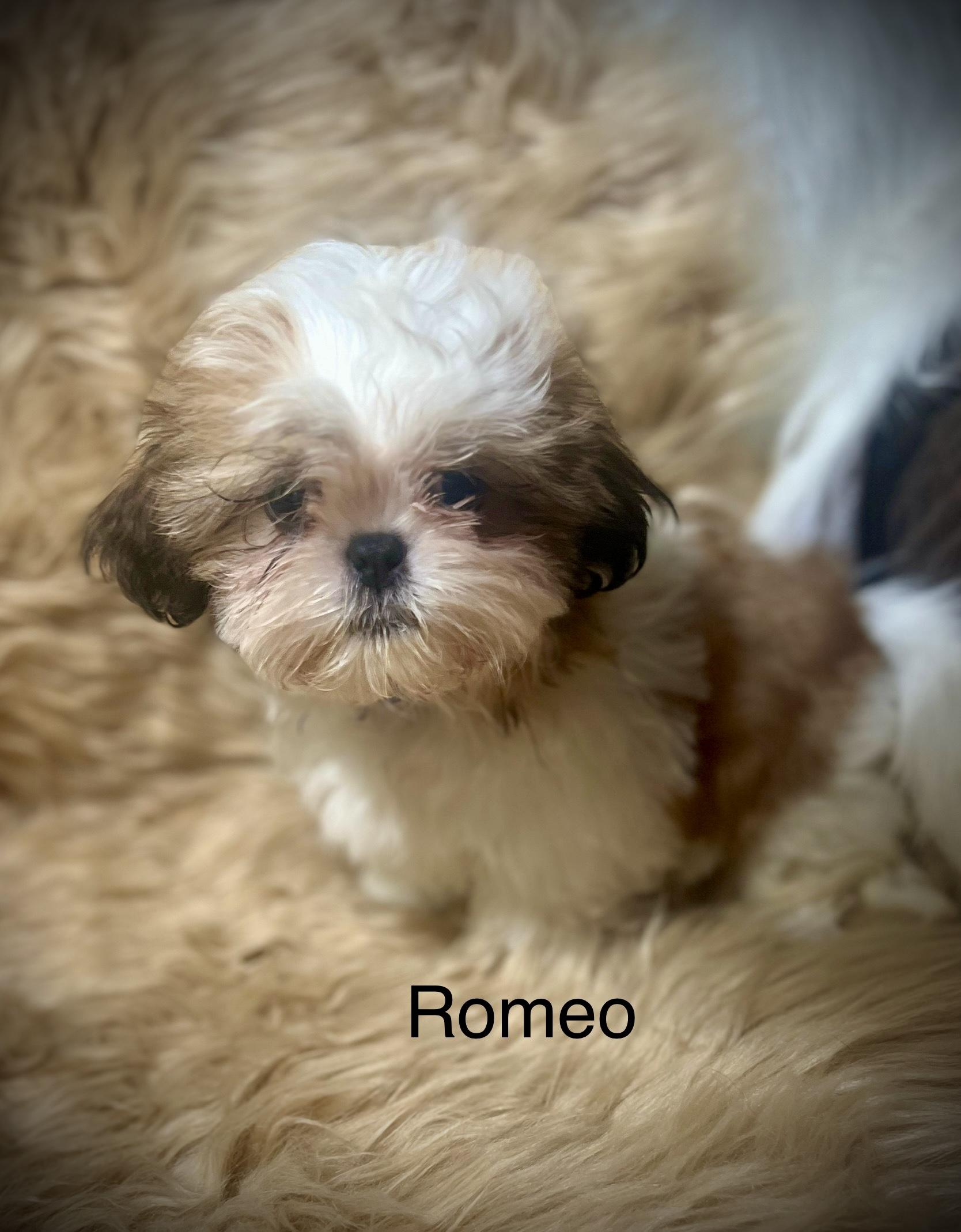 LowCol Ranch in California | Shih Tzu puppies | Good Dog