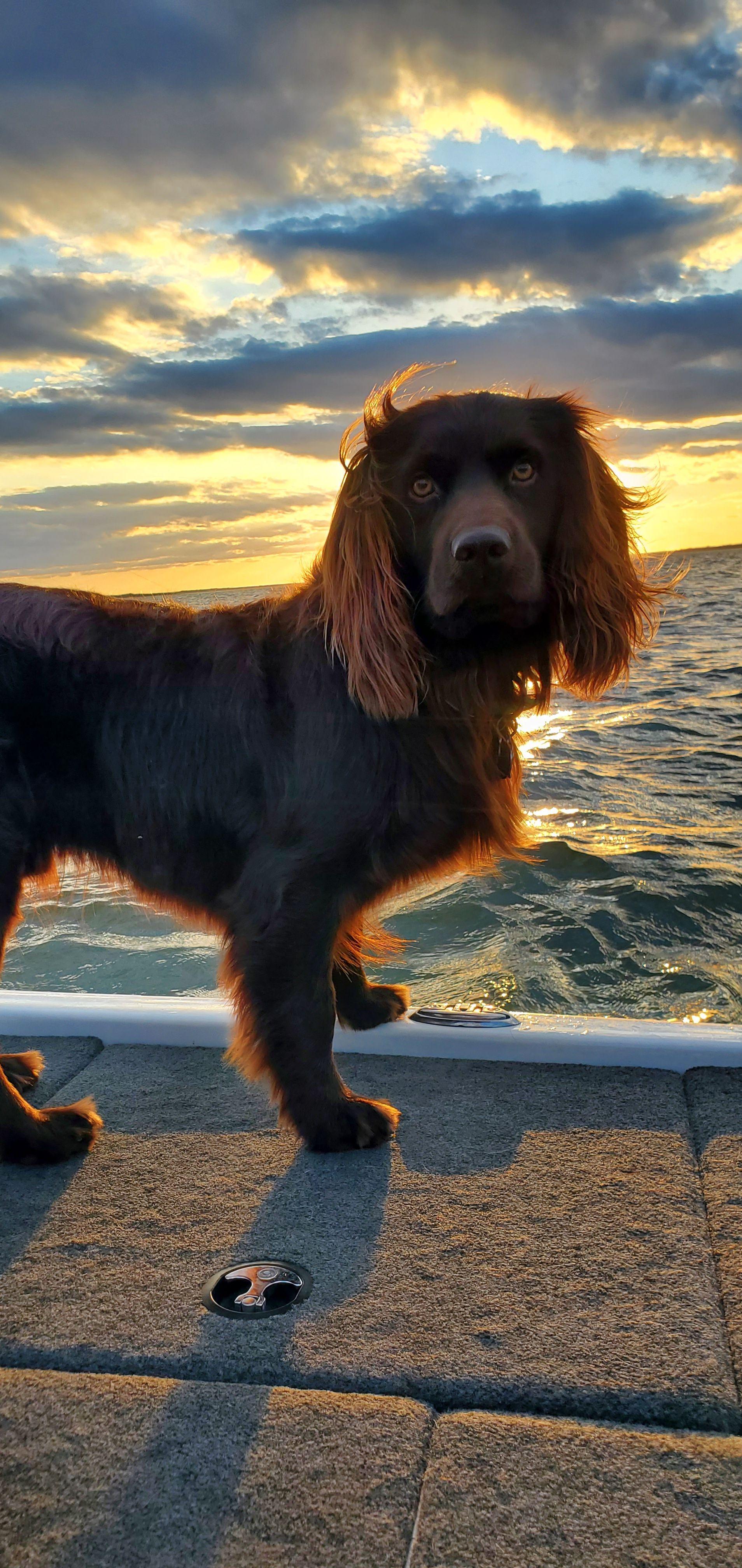 Texas Red River Boykin Spaniels in Texas | Boykin Spaniel puppies ...