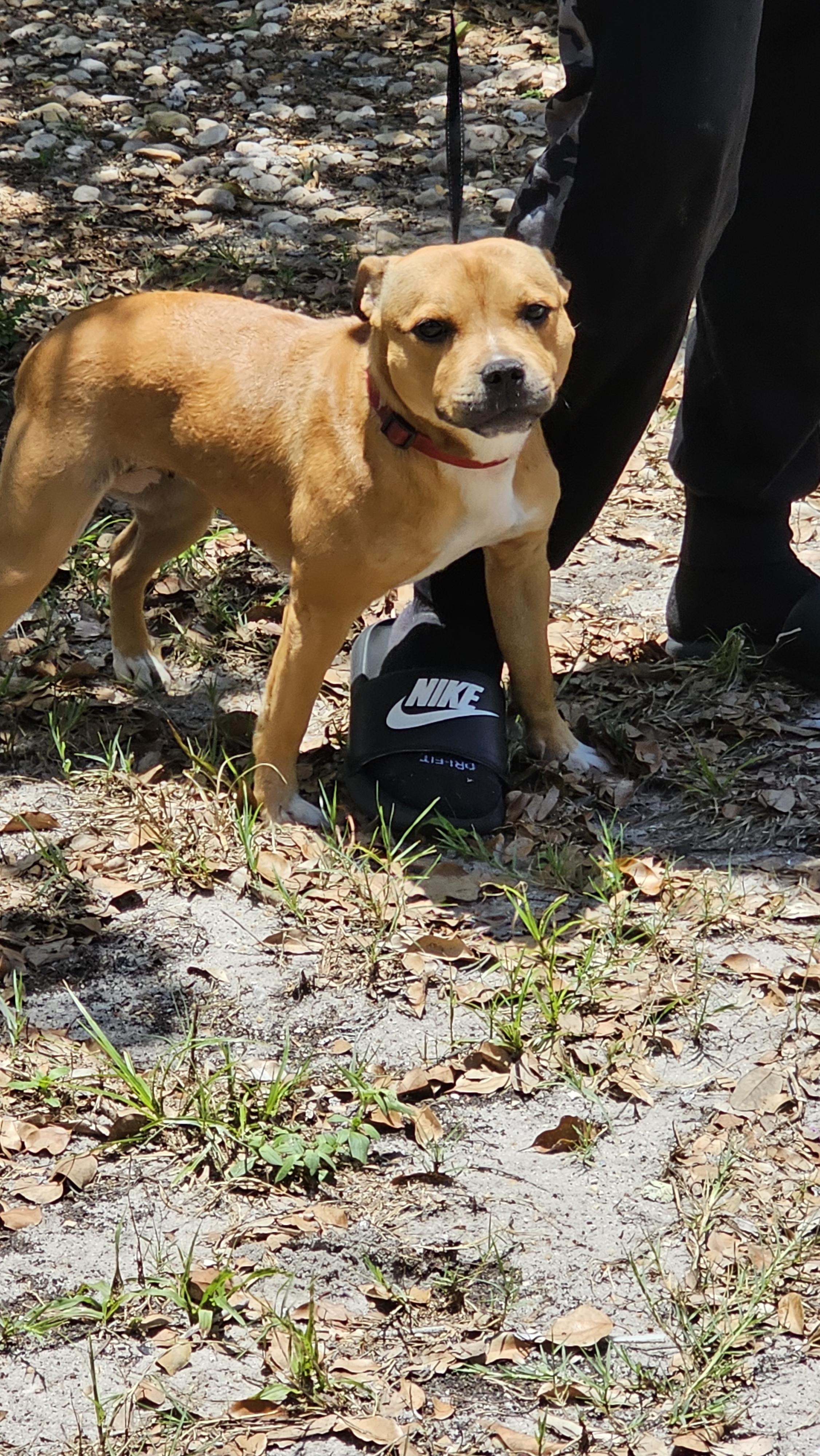Angels & Myths in Florida | Staffordshire Bull Terrier puppies | Good Dog