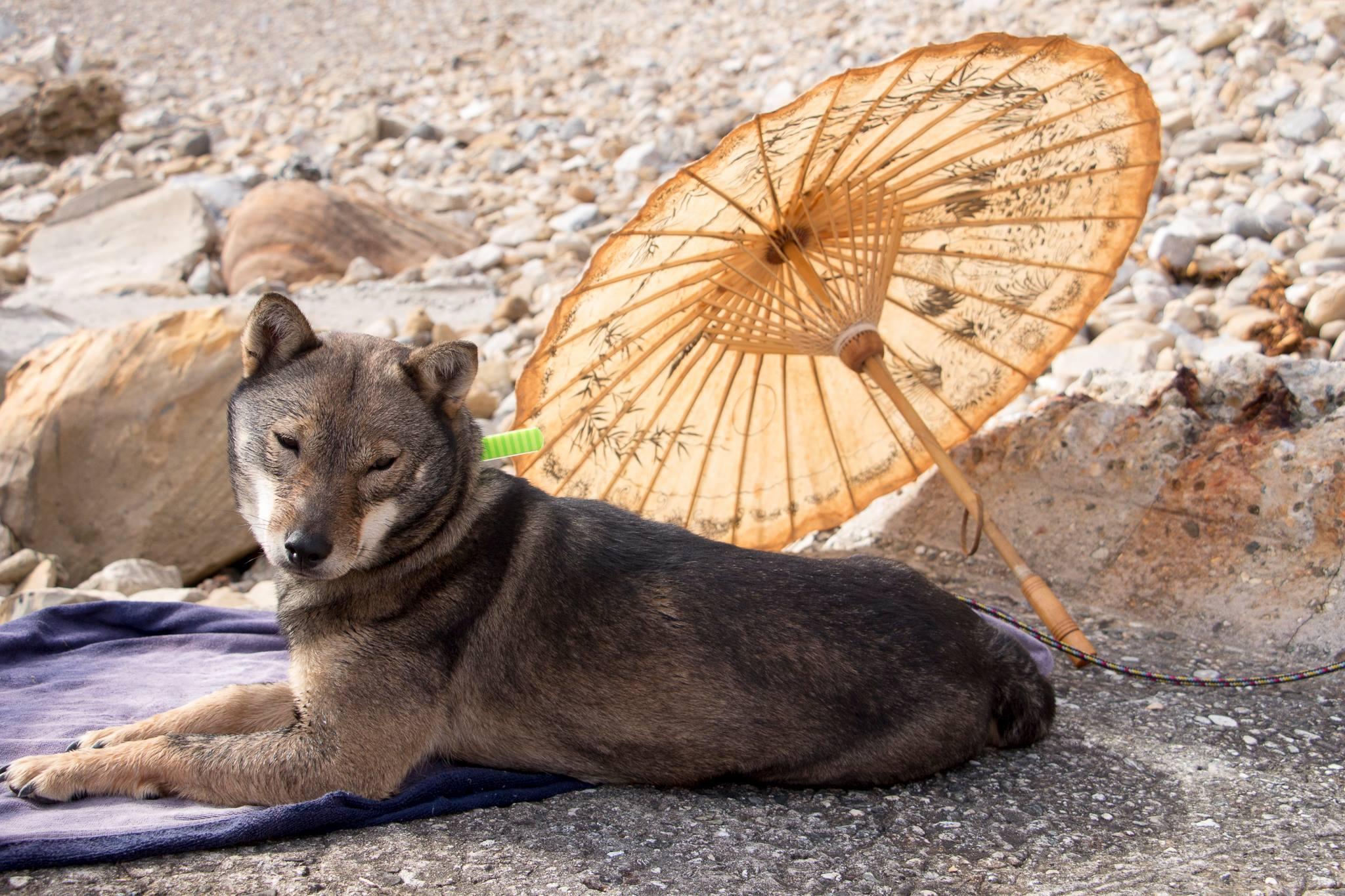 Kaiju Kennels in California | Hokkaido and Japanese Akitainu puppies ...