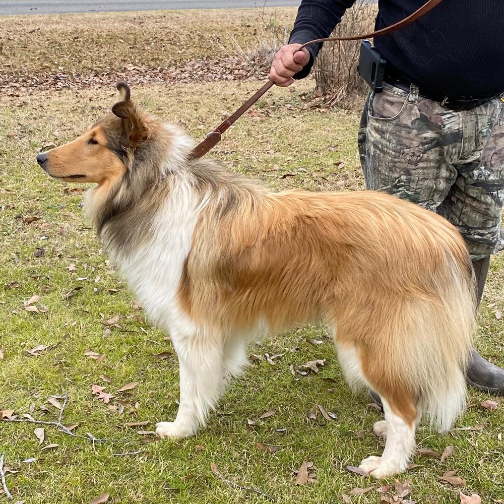 Colley Collies in Arkansas | Collie puppies | Good Dog